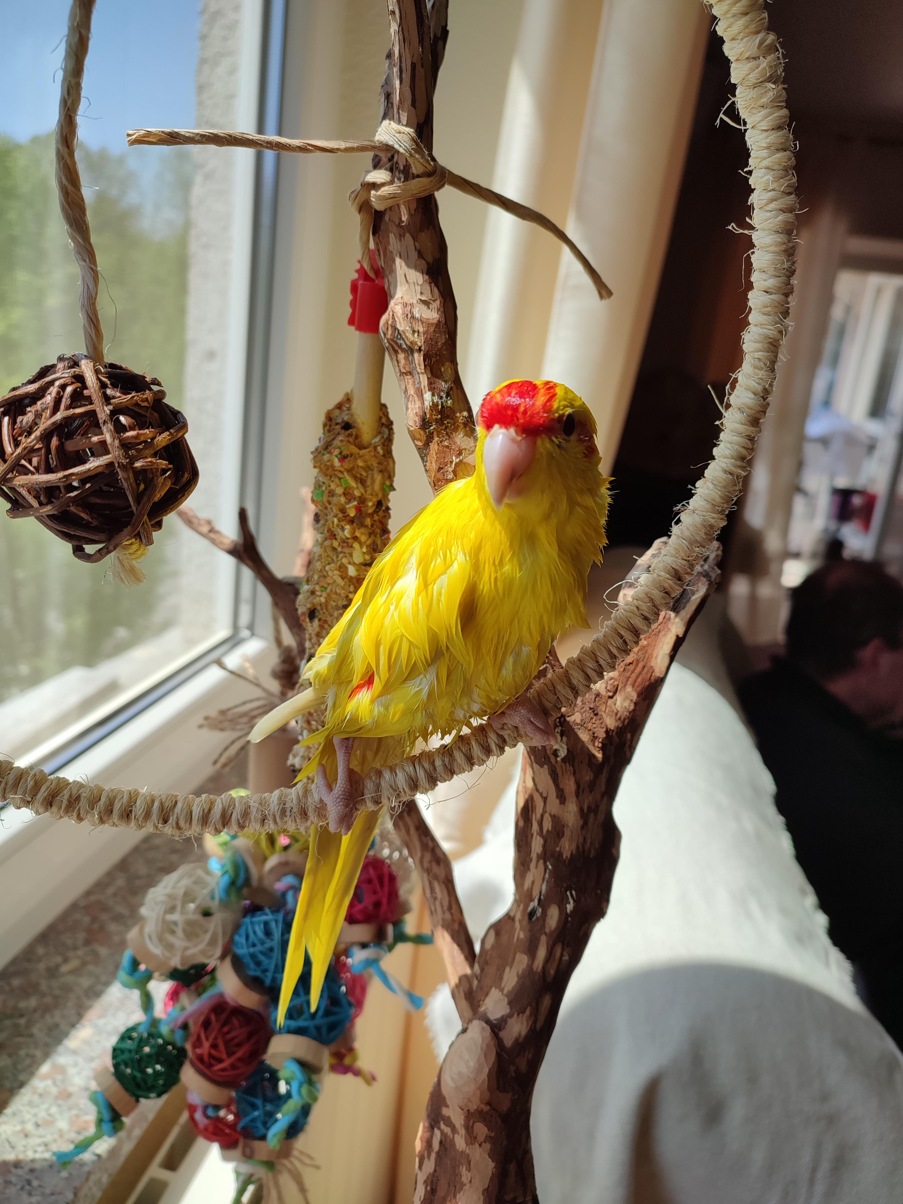 Pippin took a thorough bath and was shaking from being so cold. Problem solved | Scrolller