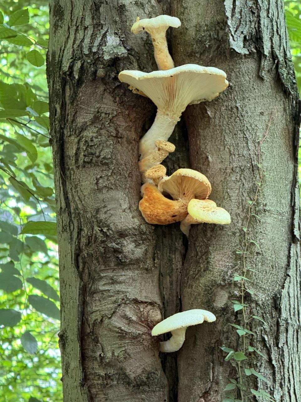 Southern Indiana, what are these? | Scrolller