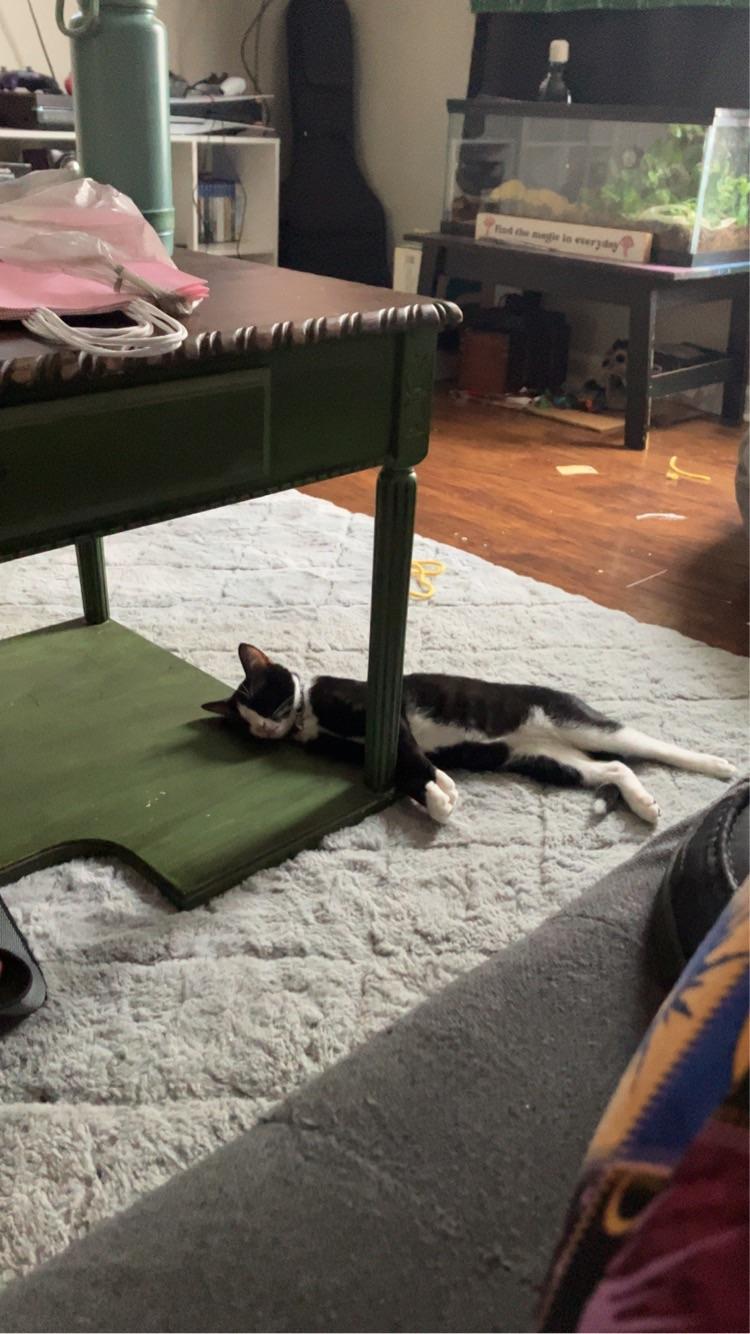 Tuxedo antics | Scrolller