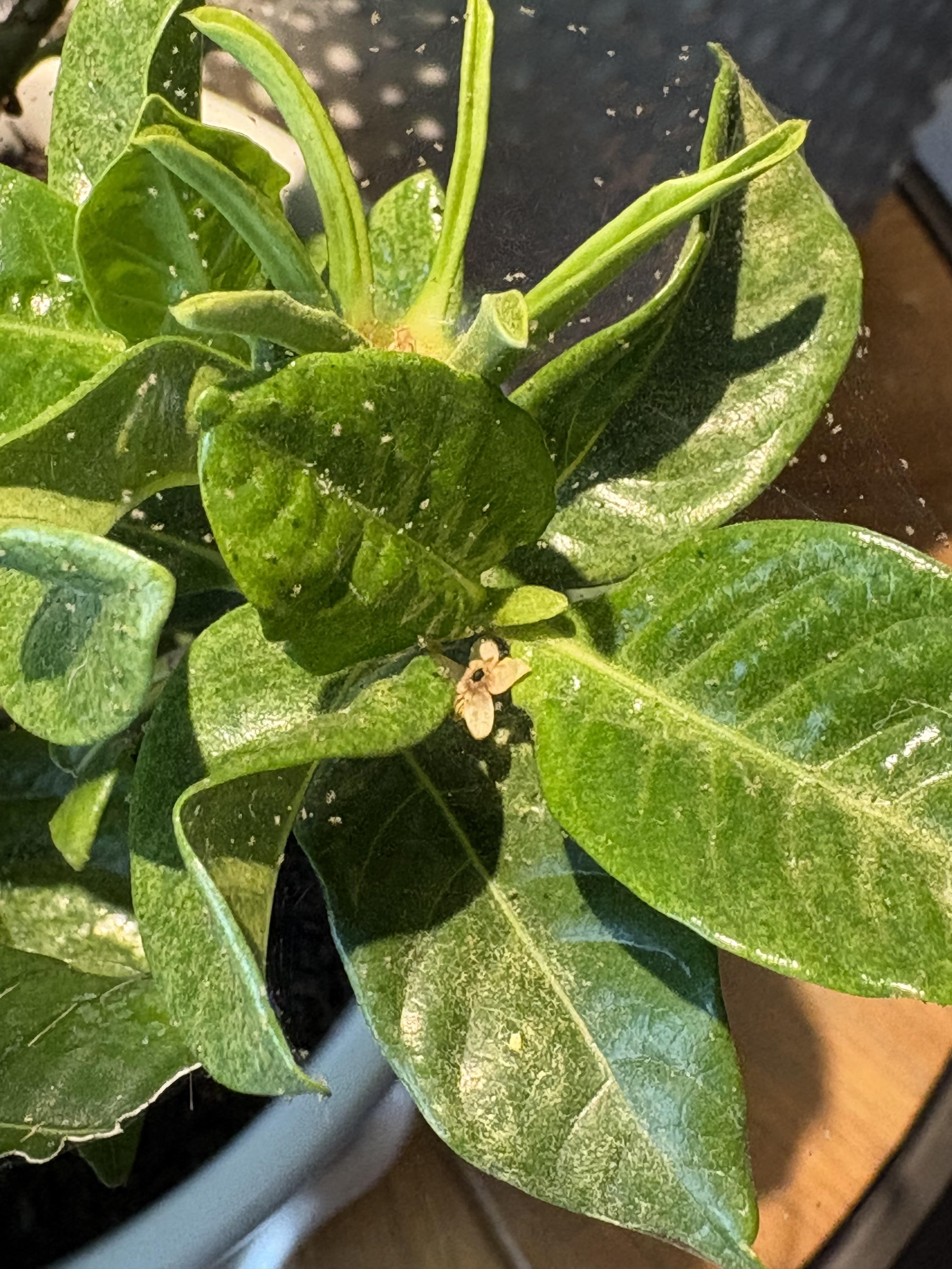 Bugs in my gardenia | Scrolller