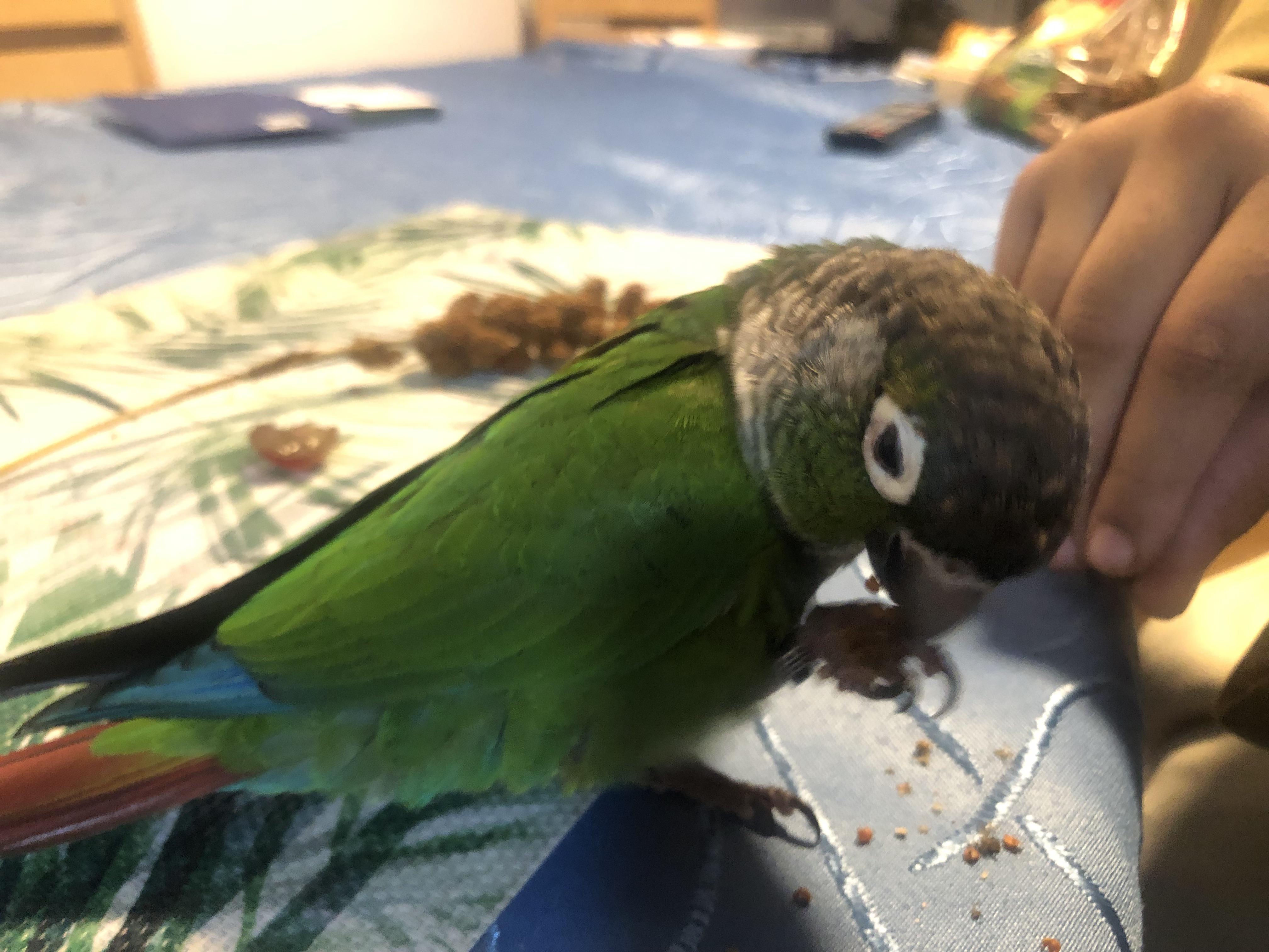 Discover more like Parrots: Hello my green cheek conure named Twitter had some problems with his ...