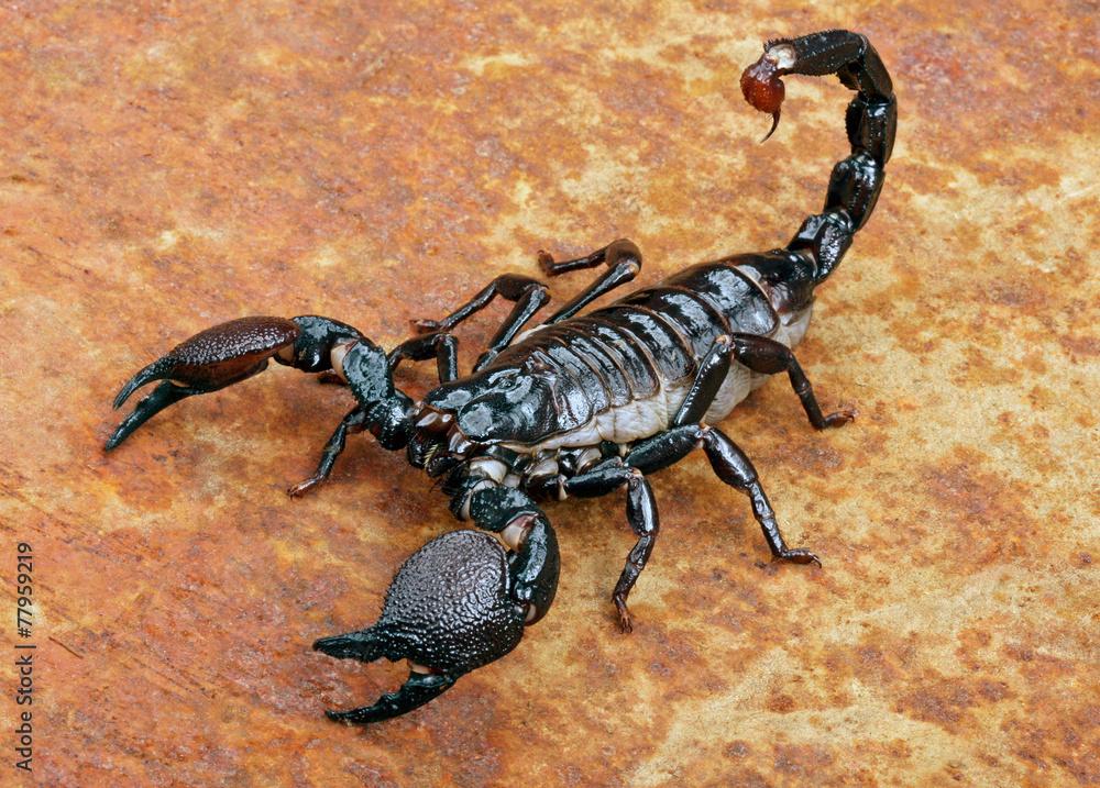 This is the "Emperor Scorpion". | Scrolller