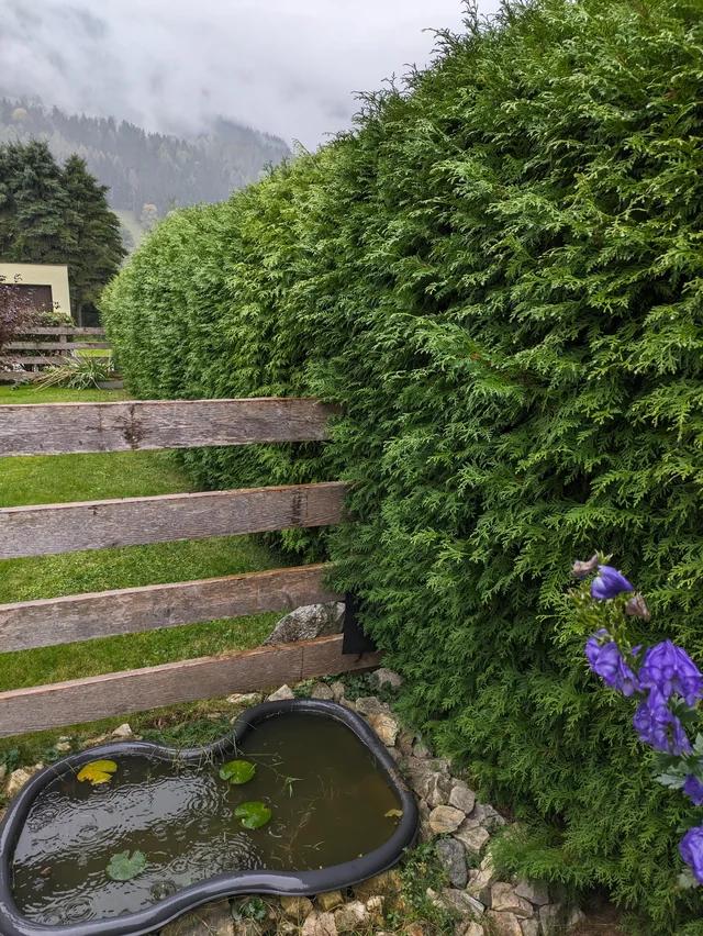 Hedge identification request | Scrolller