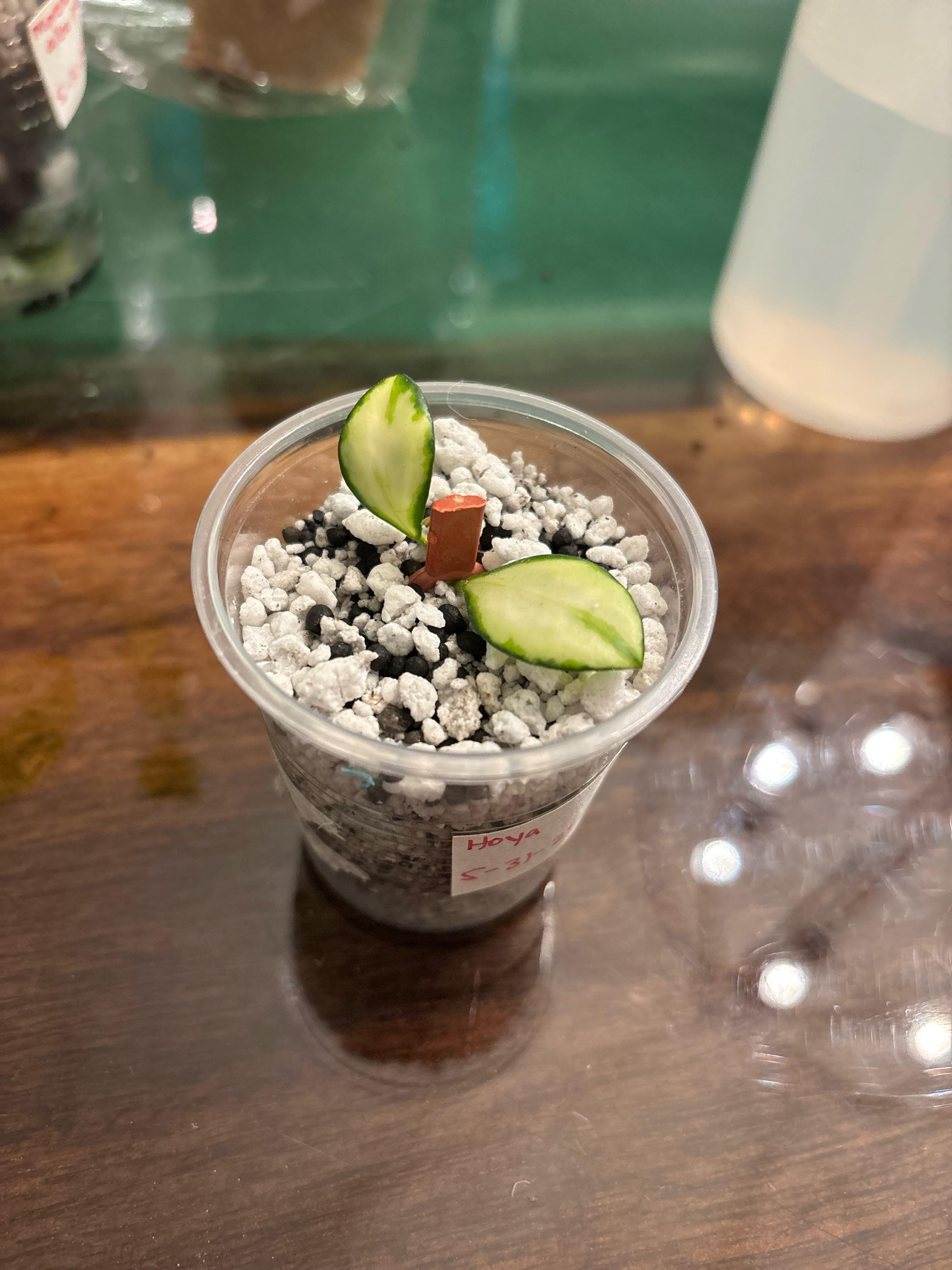 Hoya ID? | Scrolller