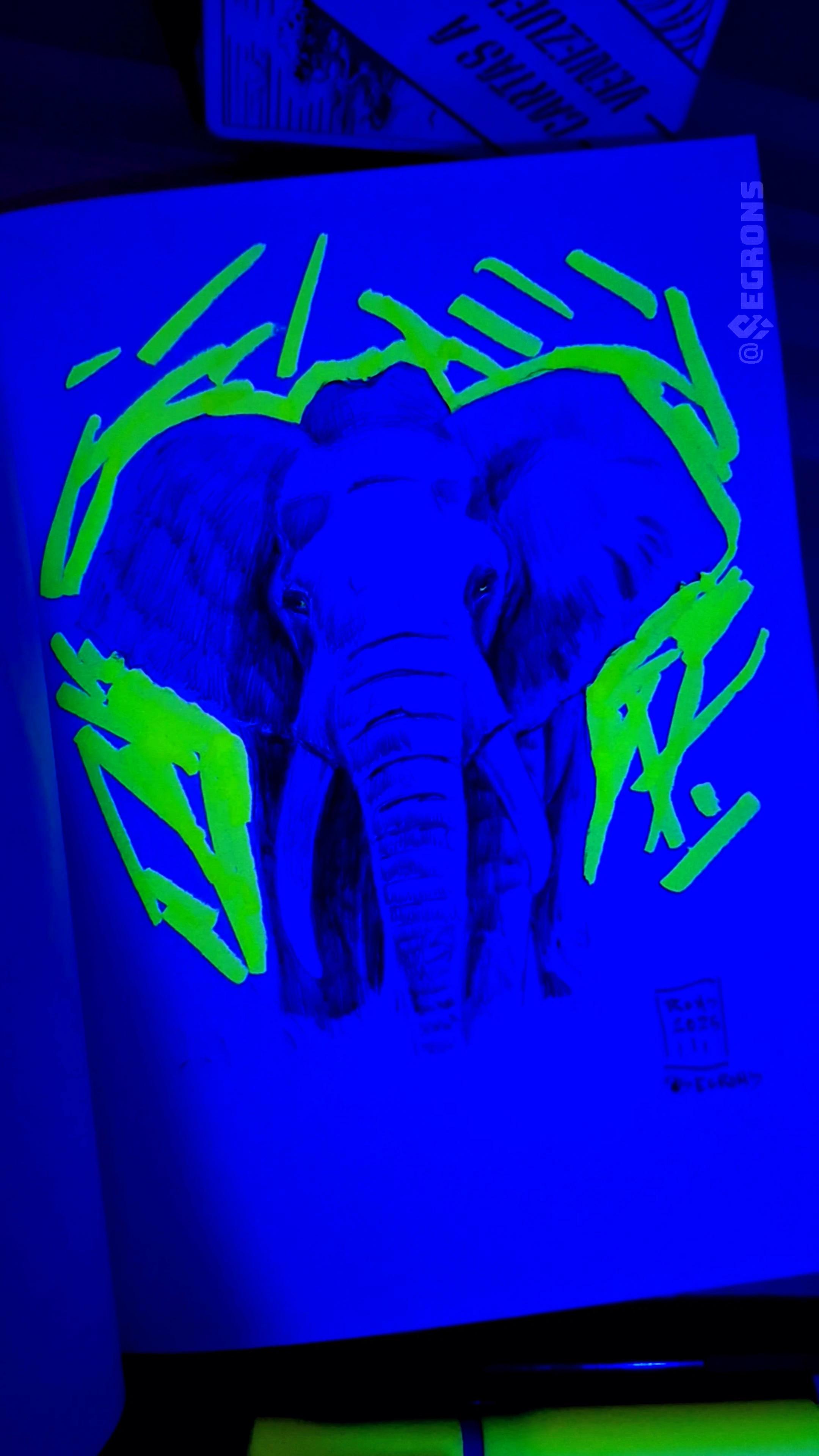 Elephant | Scrolller