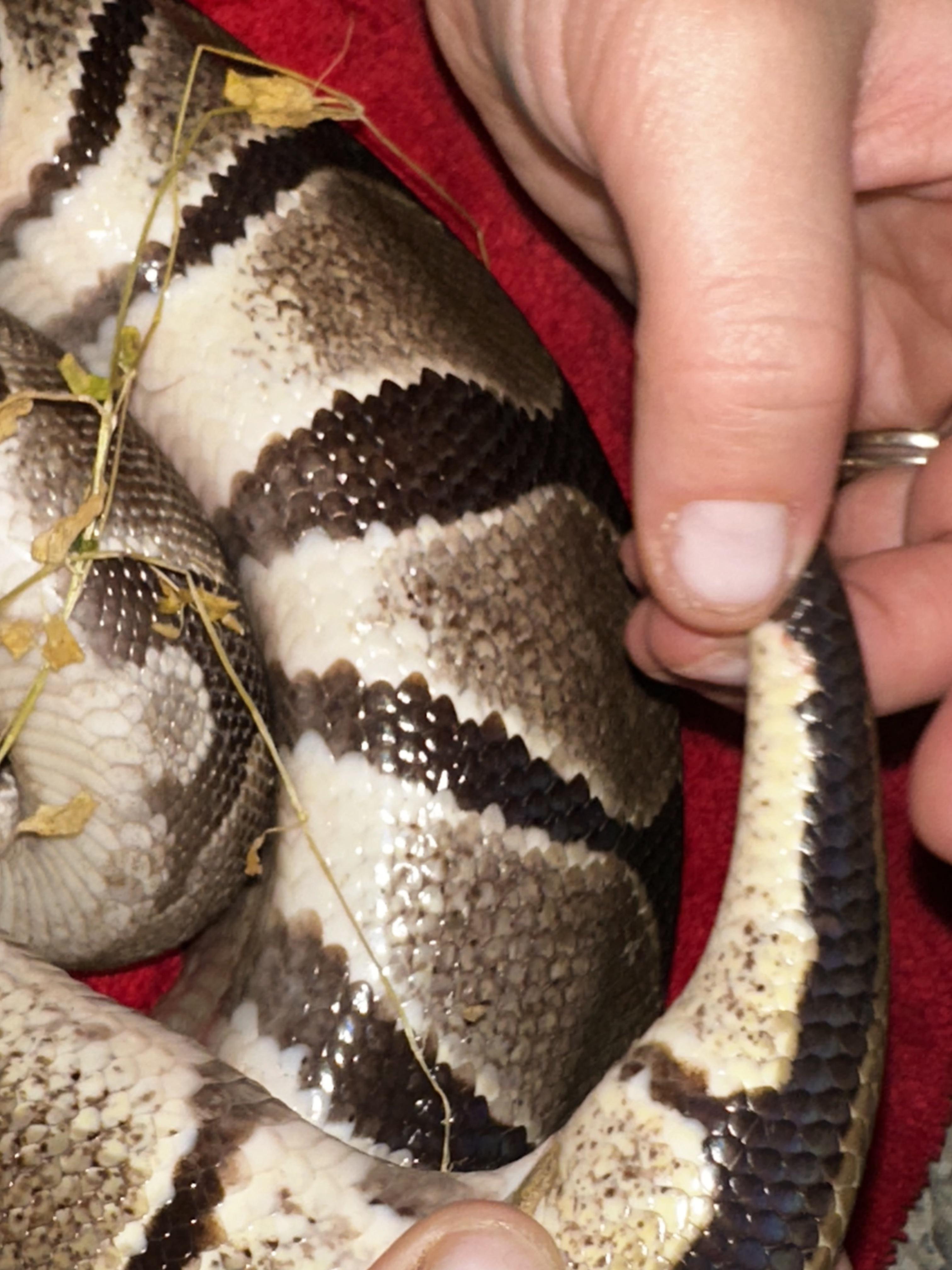 Help! Rescued snake | Scrolller