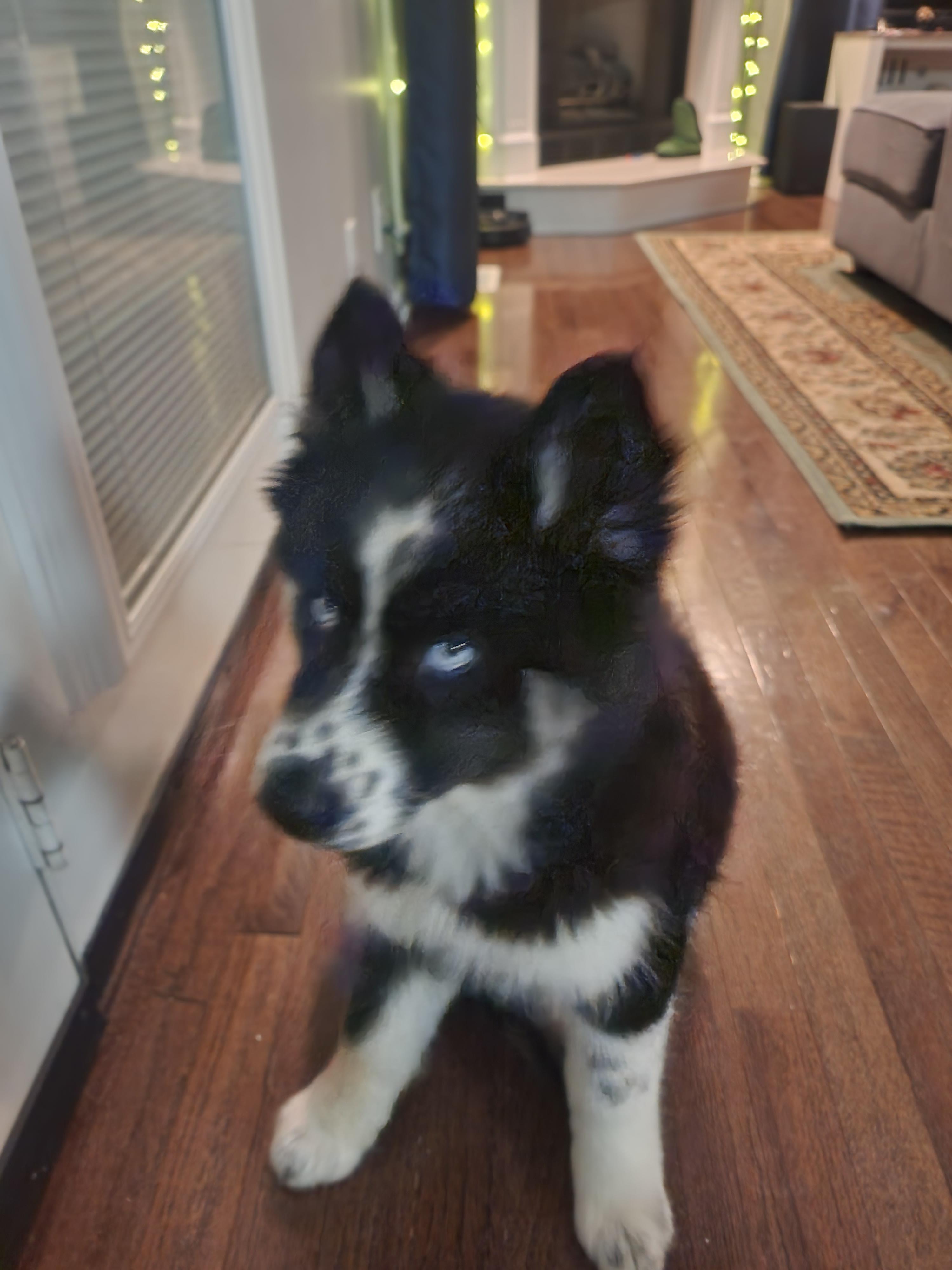 Anyone heard of an Agouti Husky? | Scrolller