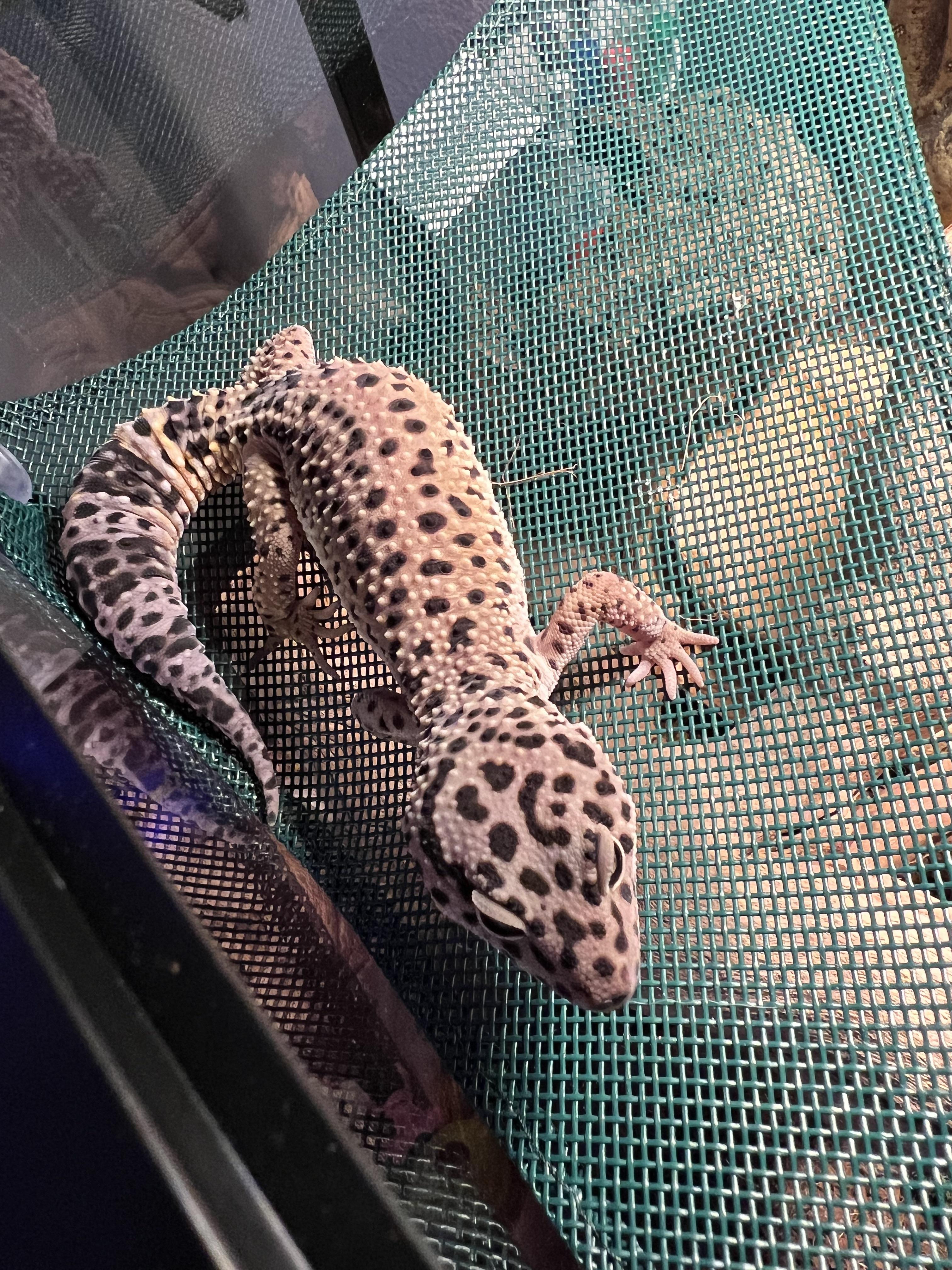 Thoughts on her morph? | Scrolller