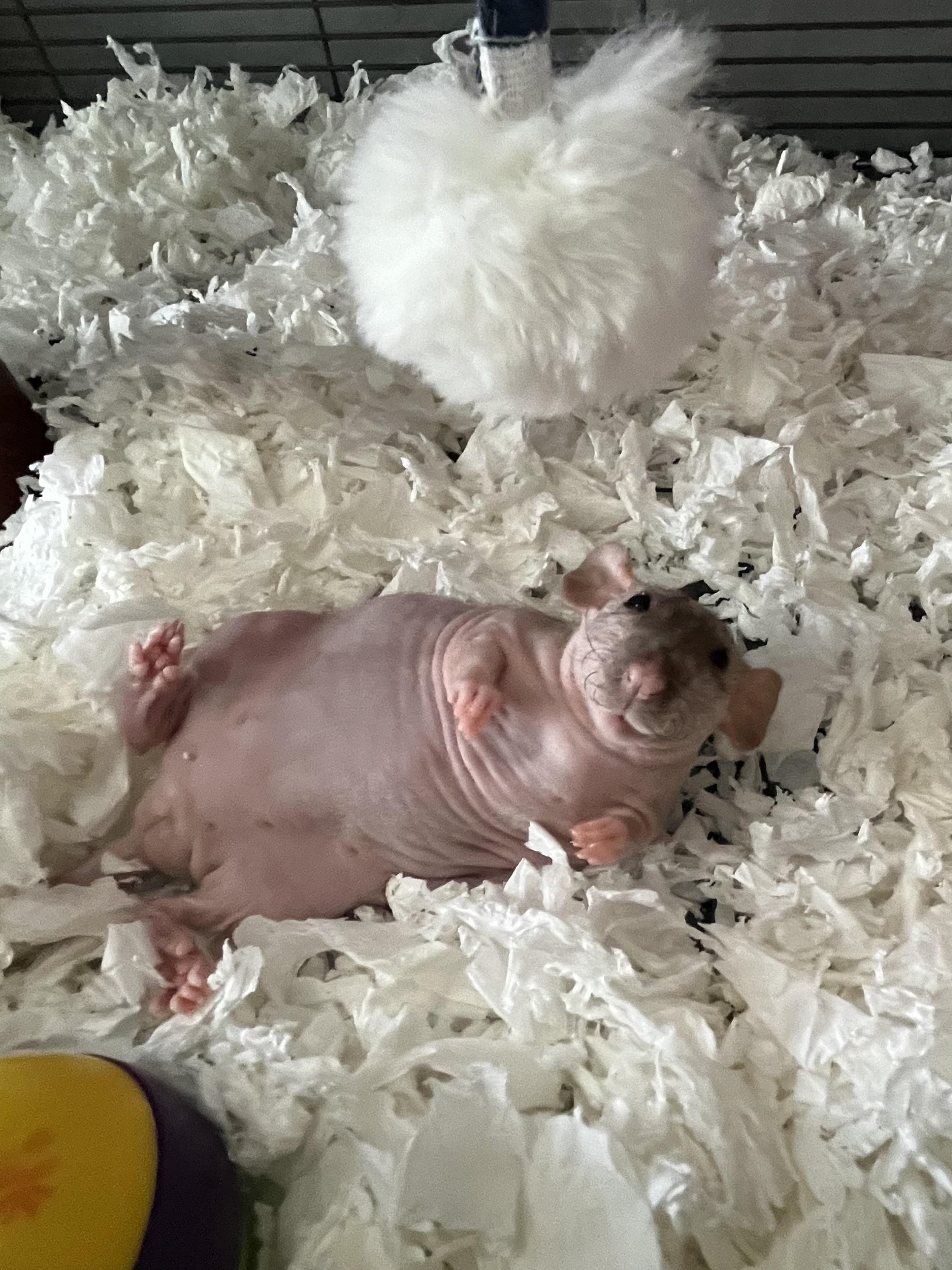 Raegan the blob 😂 | Scrolller