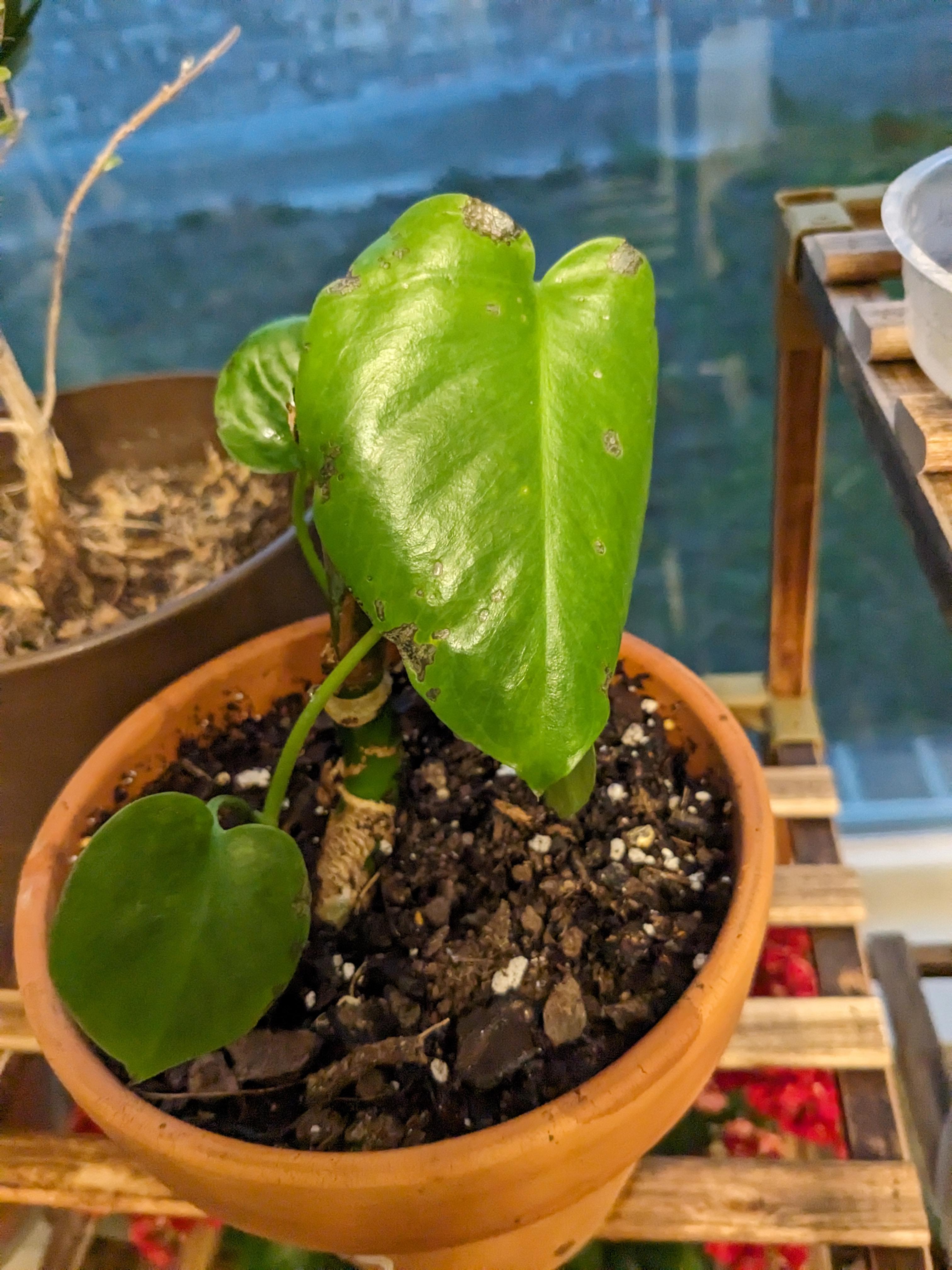 Discover more like Monstera: Newly propagated plant has black spots on leaves edges and Related ...