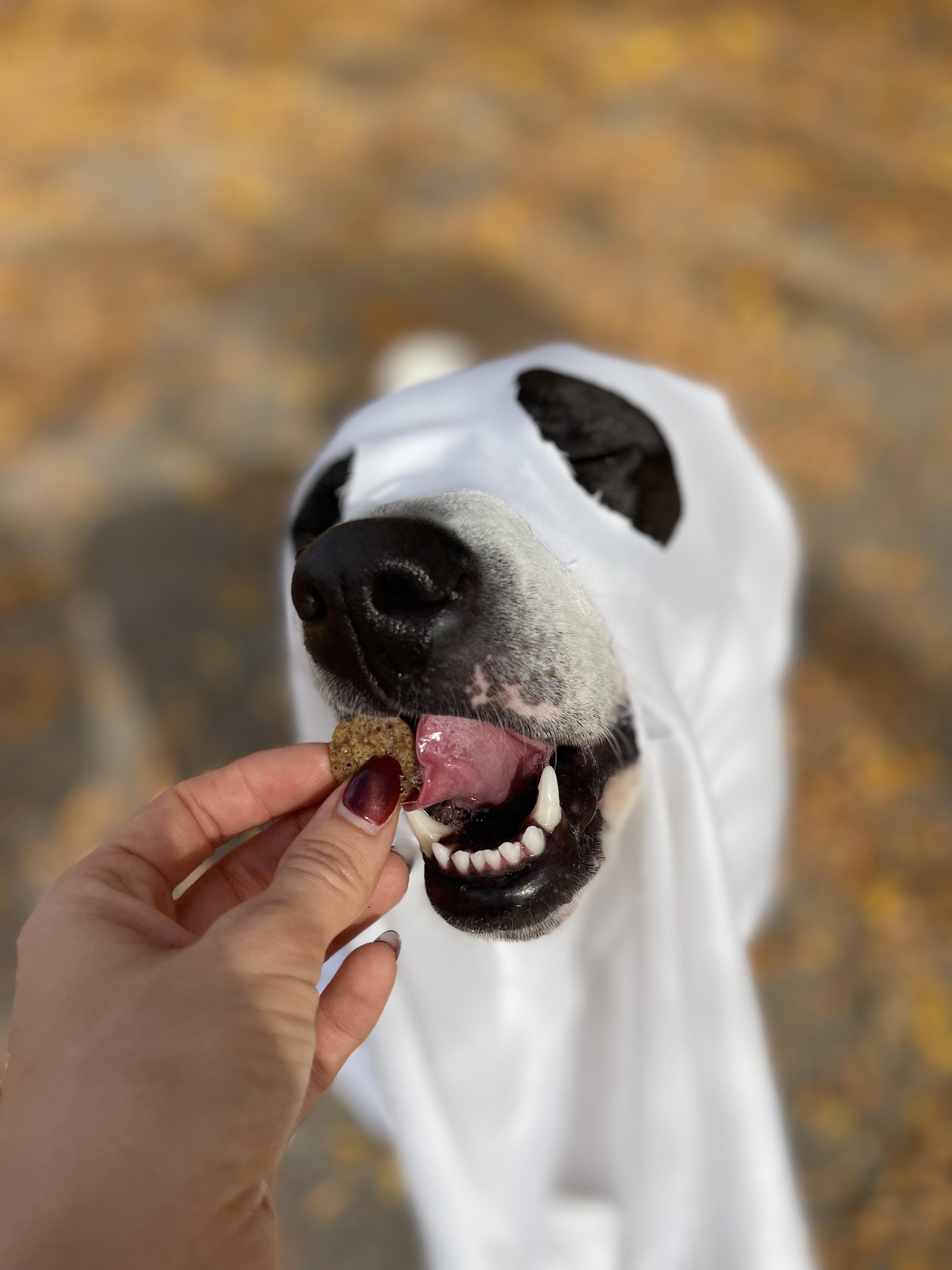 Haunting around - Ranger the friendly ghost | Scrolller