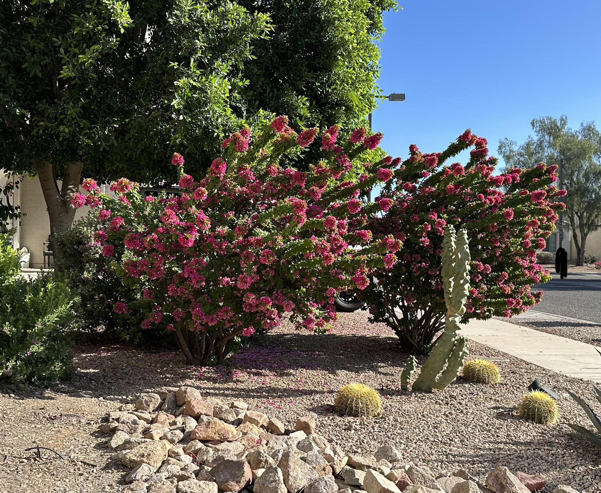 *UPDATE* Bougainvillea six weeks after a hard prune. Would you shape them differently? | Scrolller