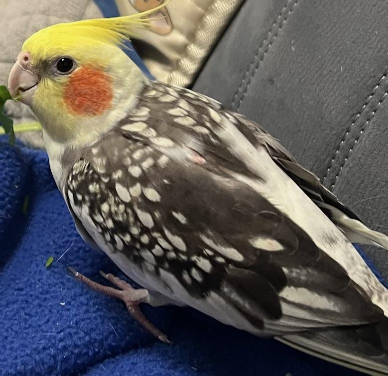 Discover more like Cockatiel: Mutation ID and Related Content | Scrolller