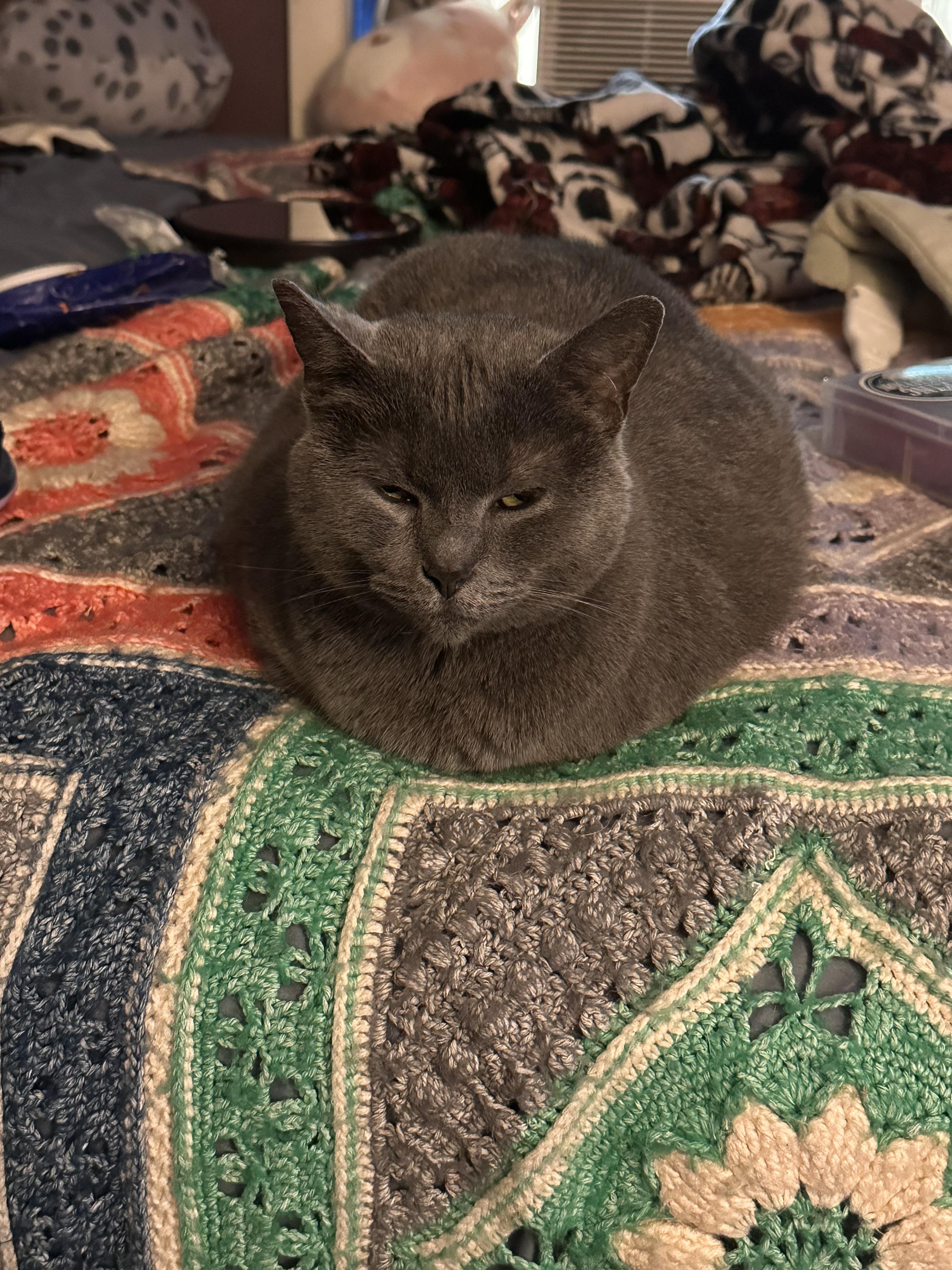 Gracie showing off her loading skills. | Scrolller