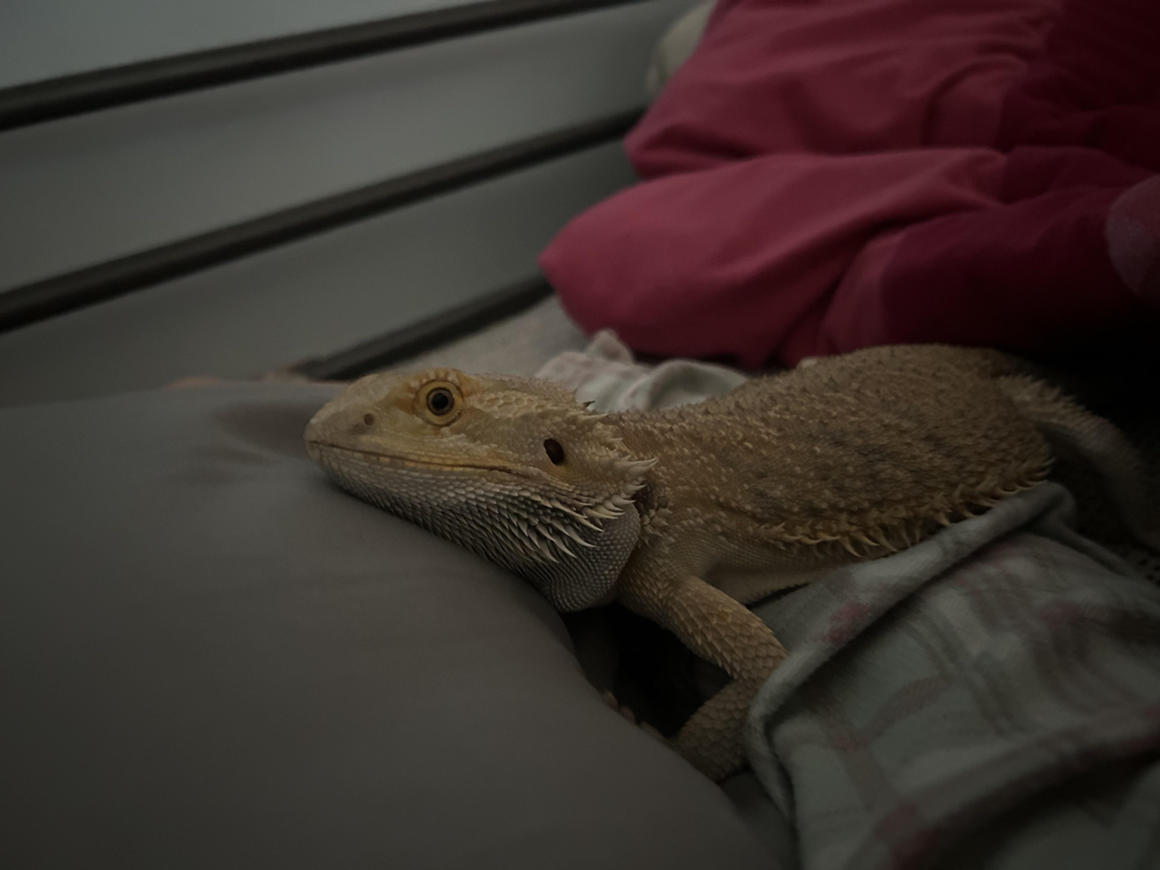 My dragon | Scrolller