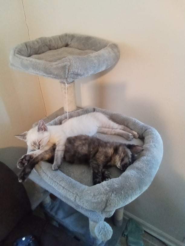 From 2 different litters but even after half a year they're still inseparable | Scrolller