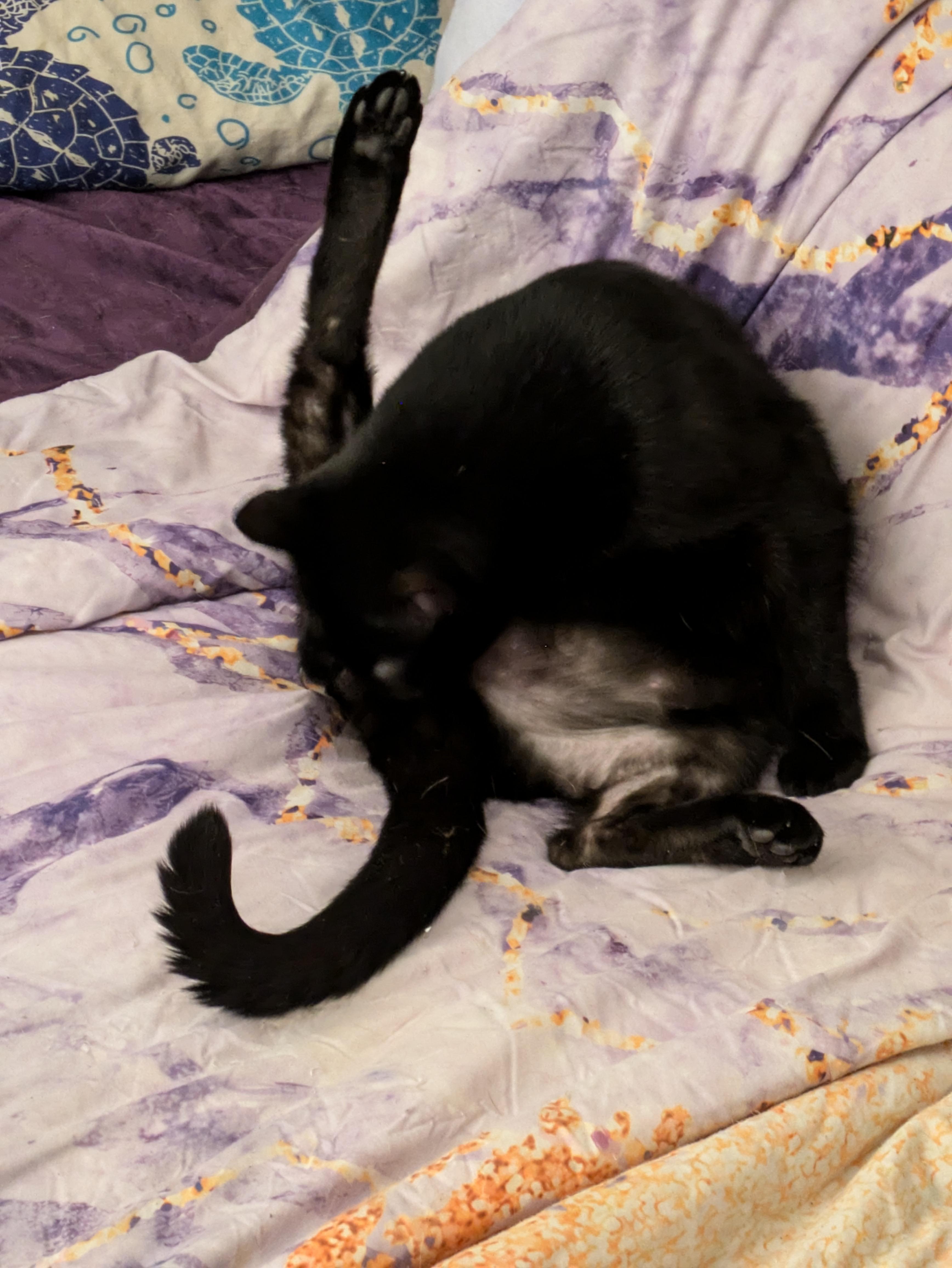 This is Nyx, goddess of primordial darkness | Scrolller