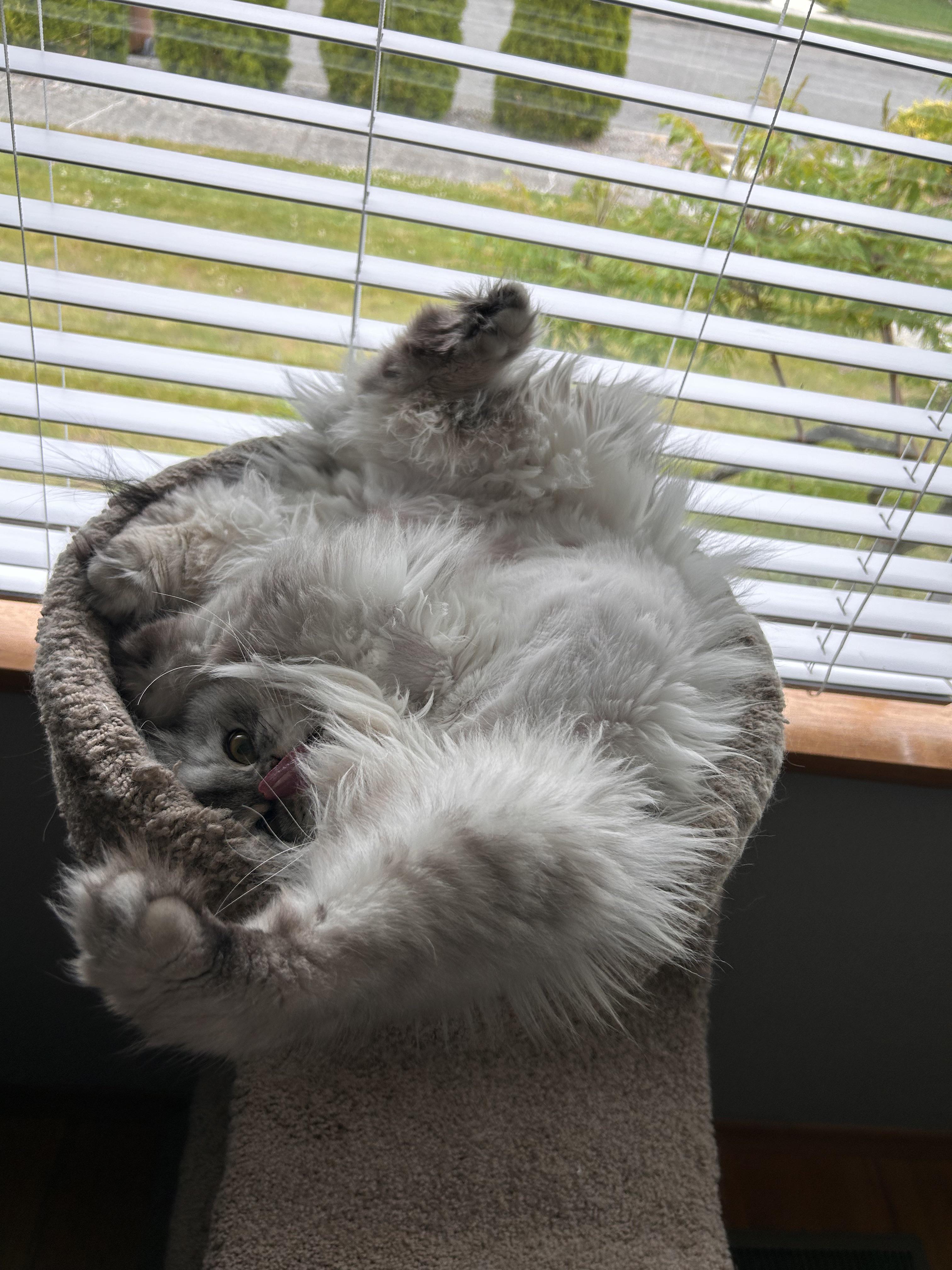 My floof Noah | Scrolller