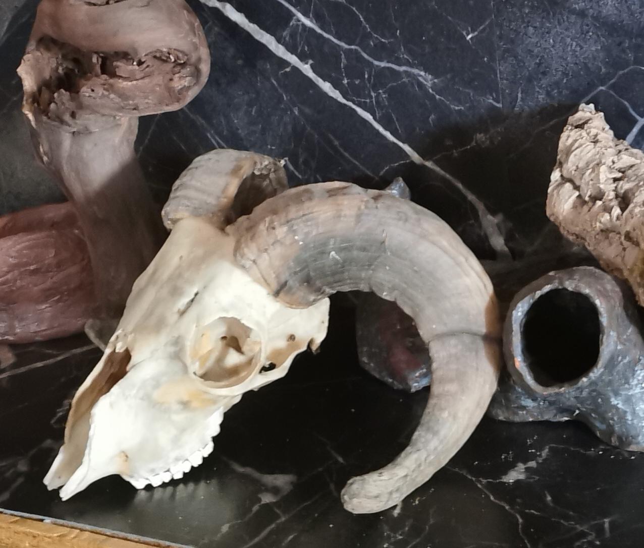 Could I use this skull for clutter? | Scrolller