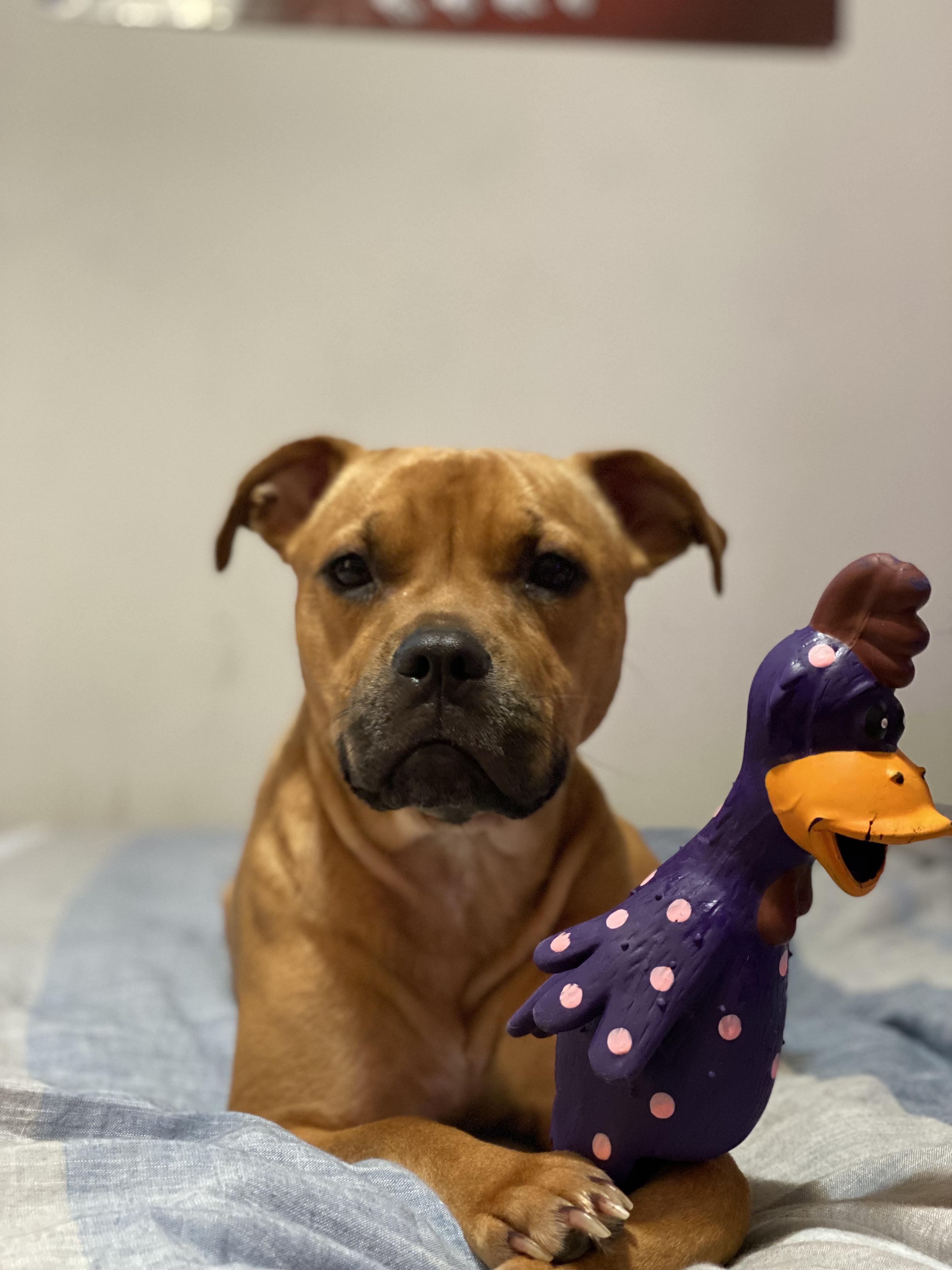 Hangin’ with the homie 🦆 | Scrolller