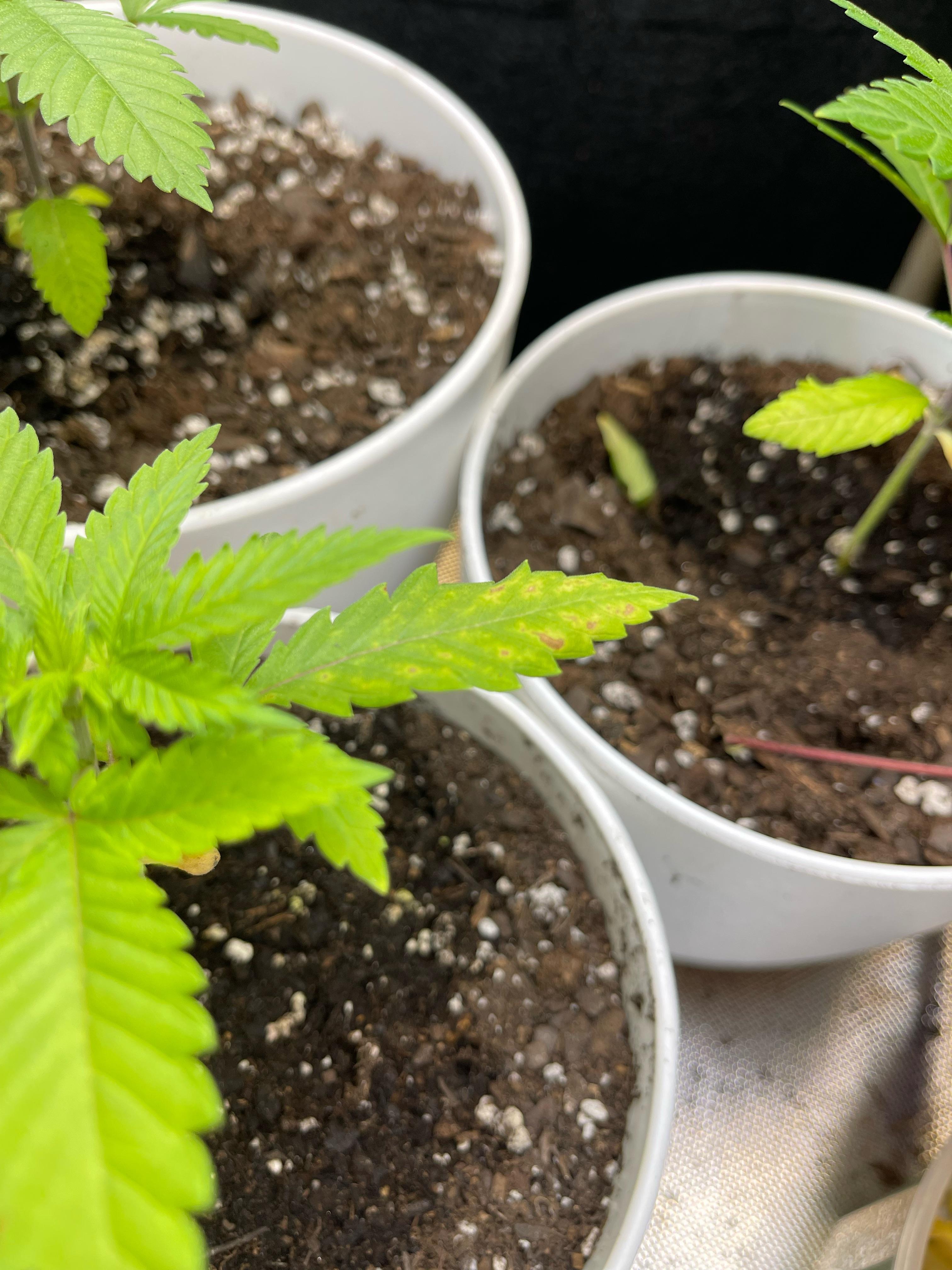 Yellow and brown spots | Scrolller