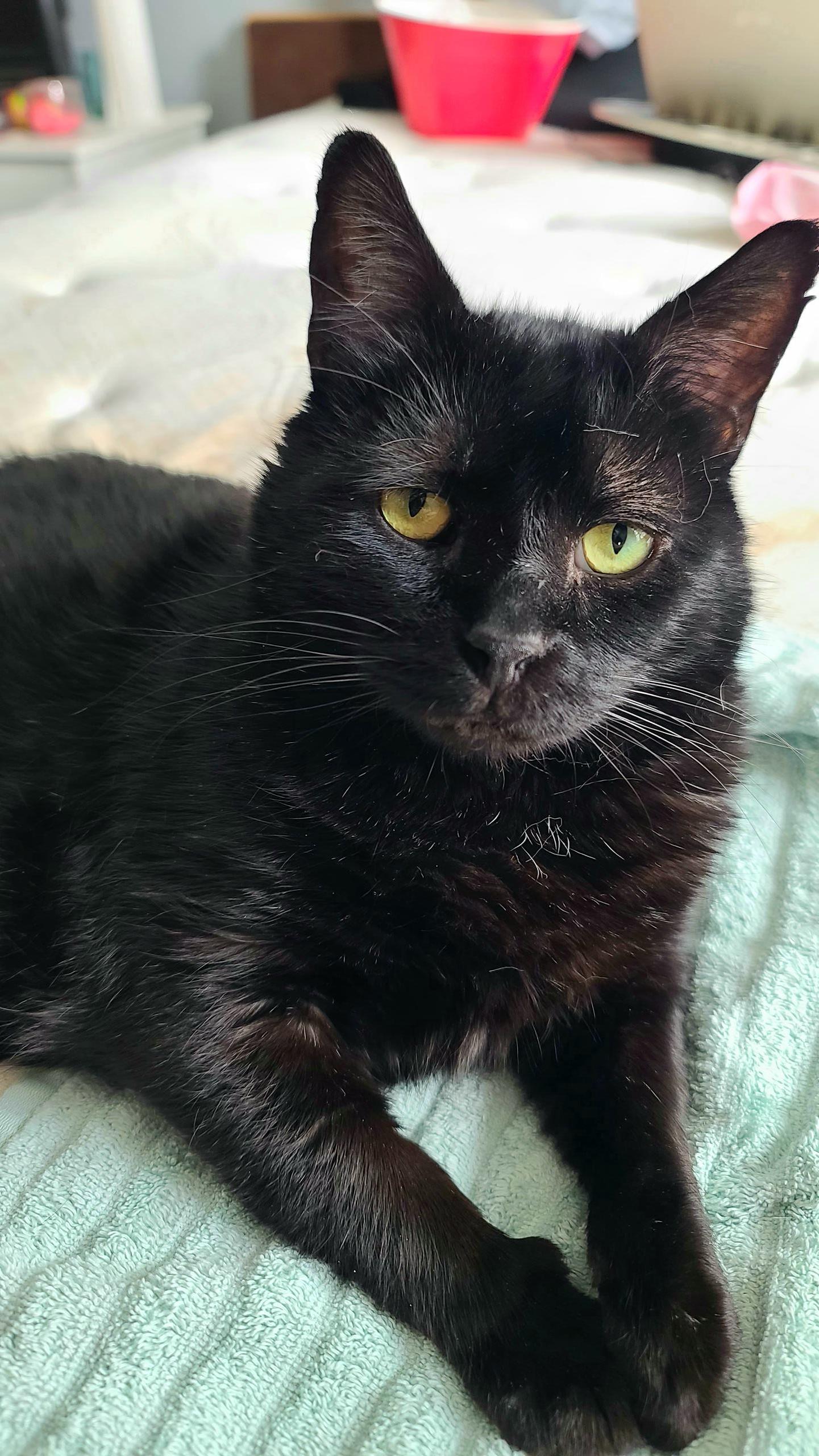 Sonny (OC) | Scrolller