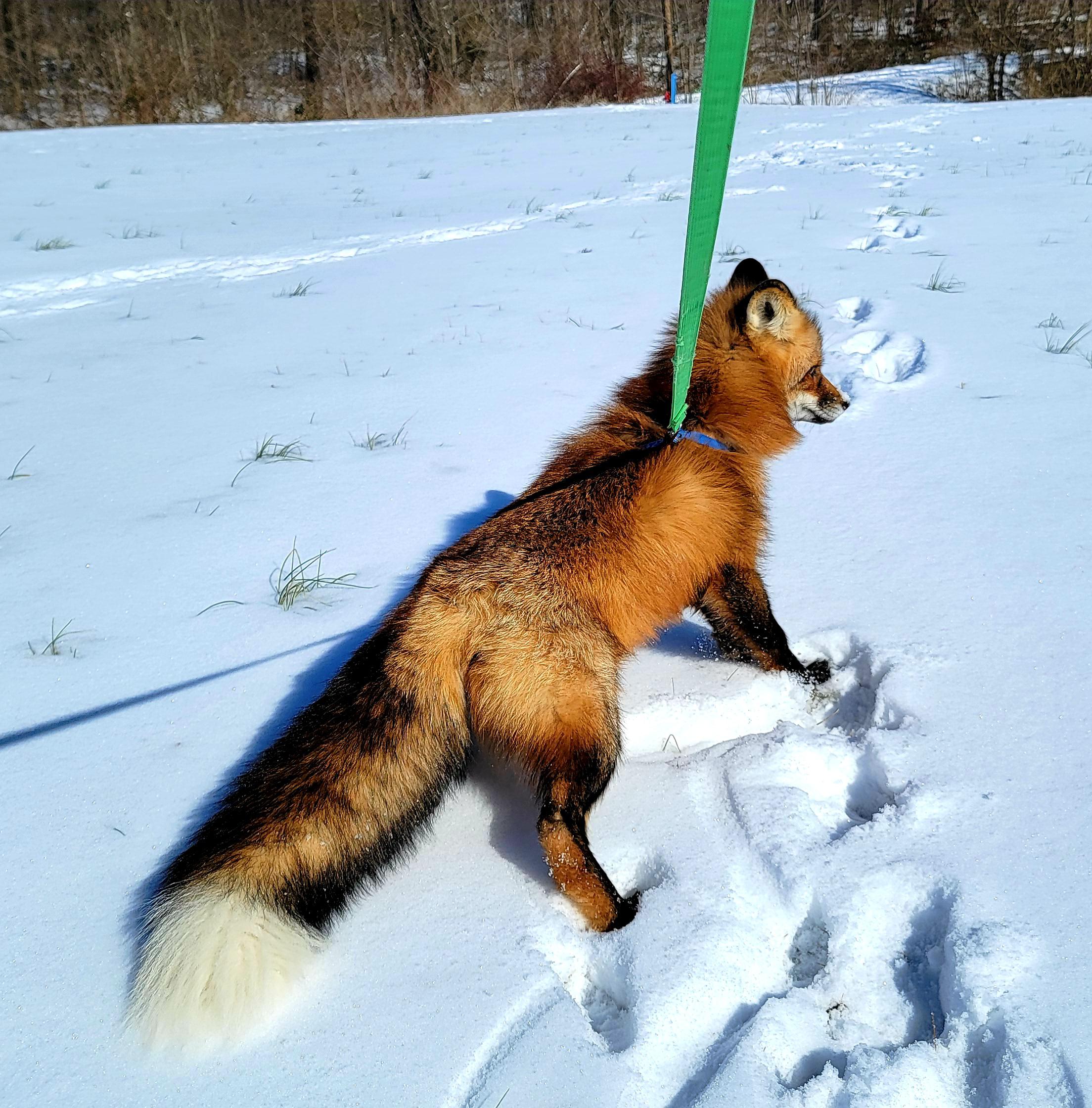 Discover more like Foxes: Playing in the snow ️ and Related Content | Scrolller