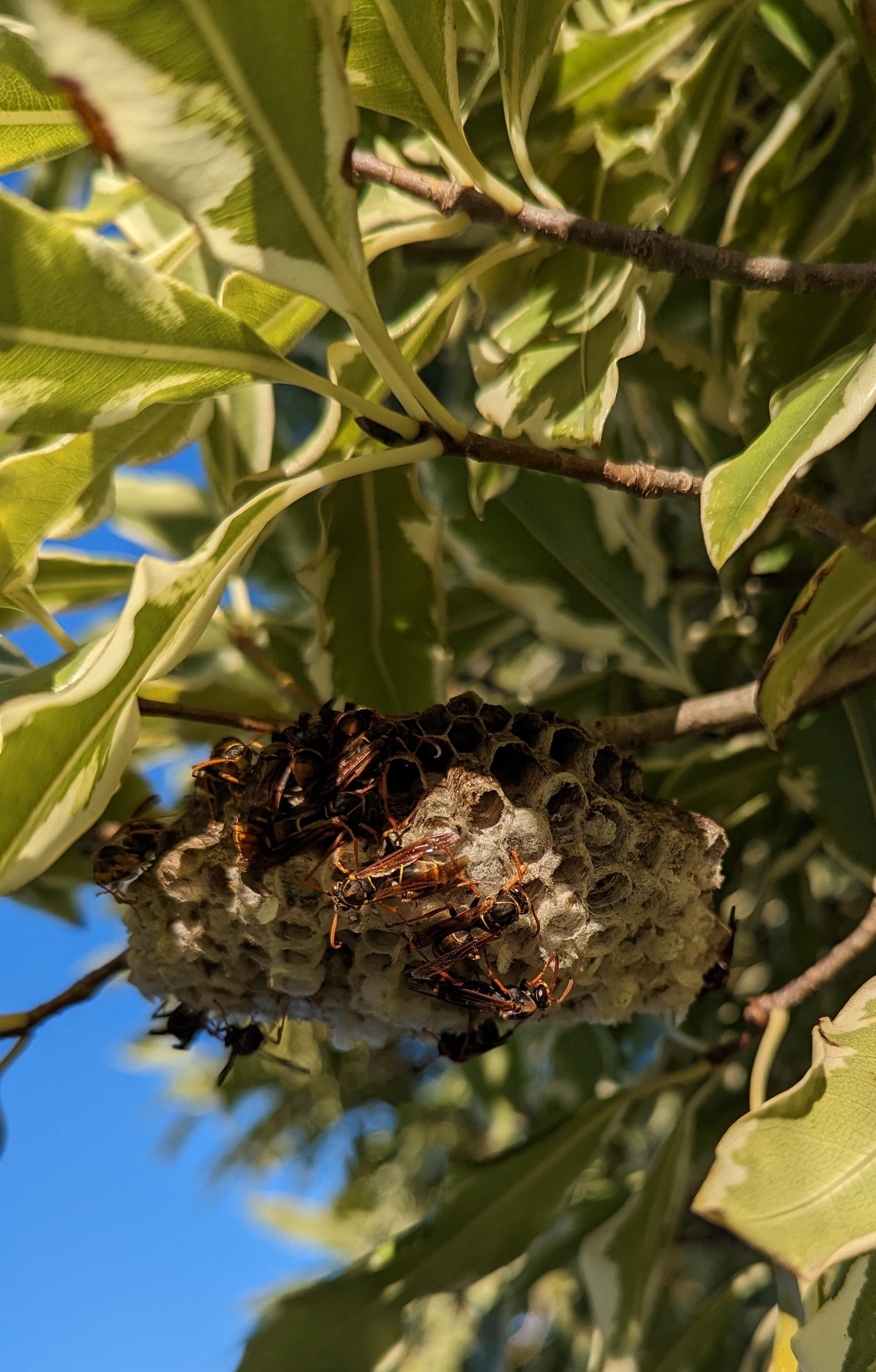 Australian Wasps | Scrolller