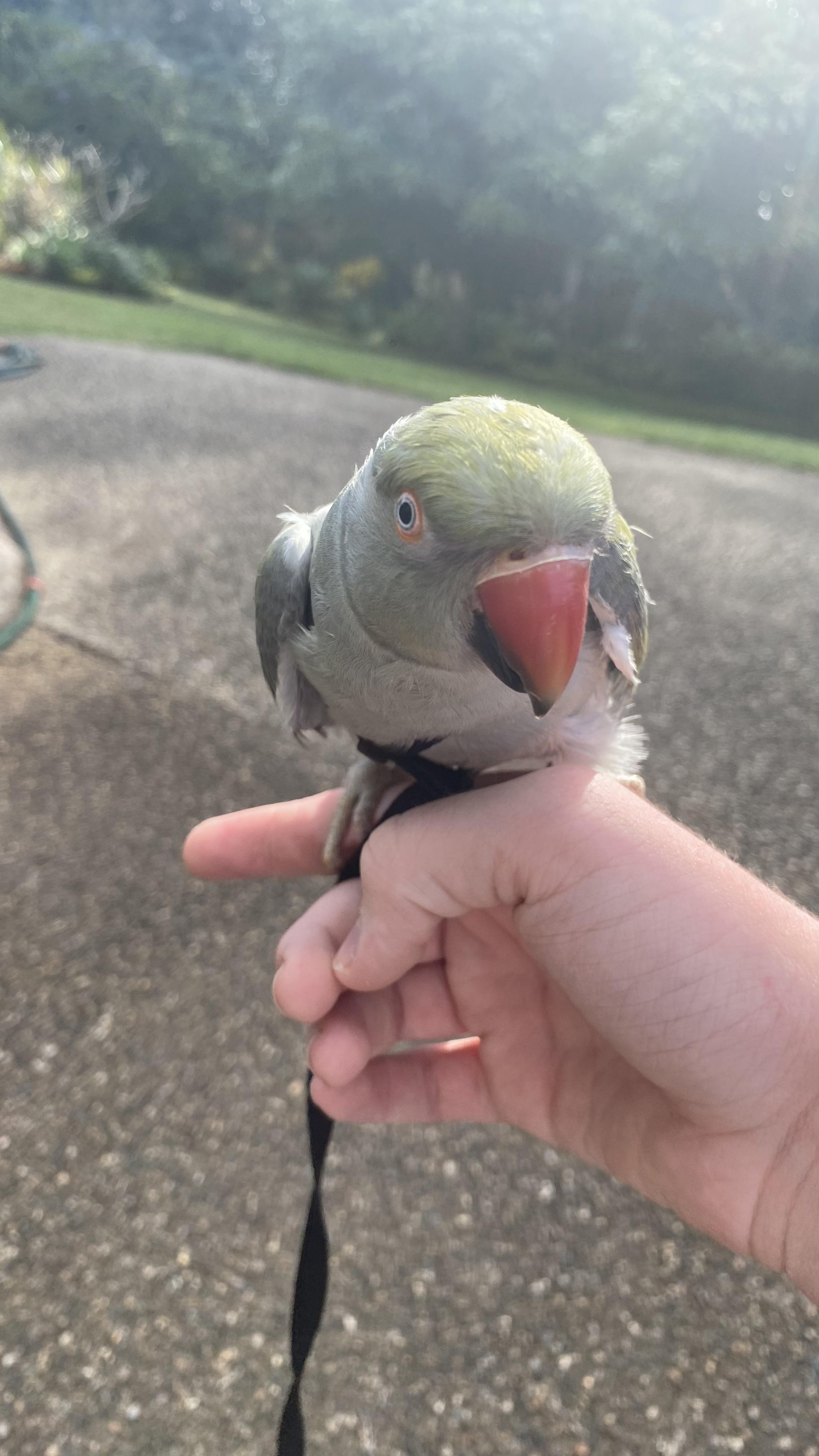 Discover more like Parrots: Outside for the first time with her harness! and Related Content ...