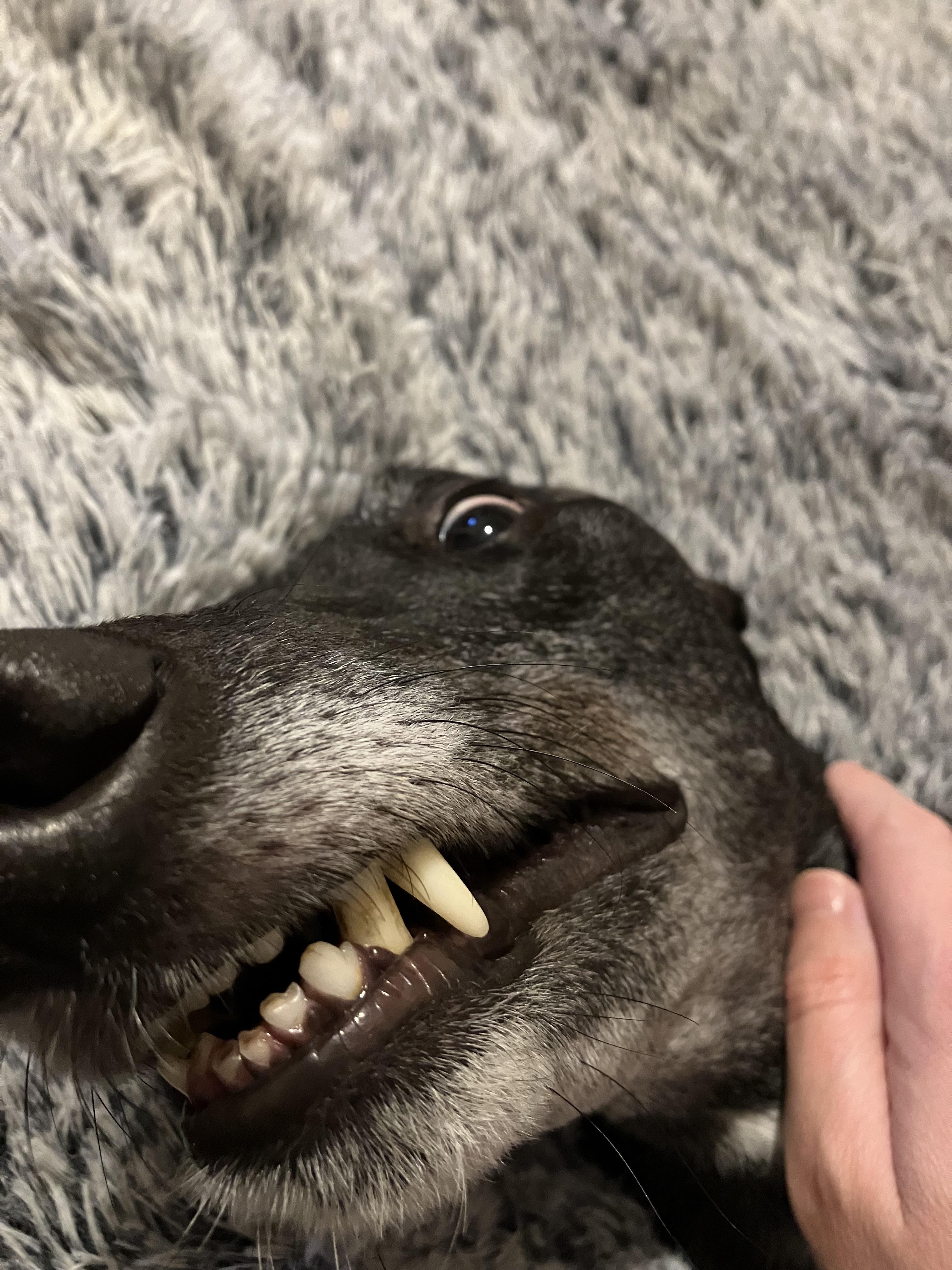 Derpy McDerpFace | Scrolller