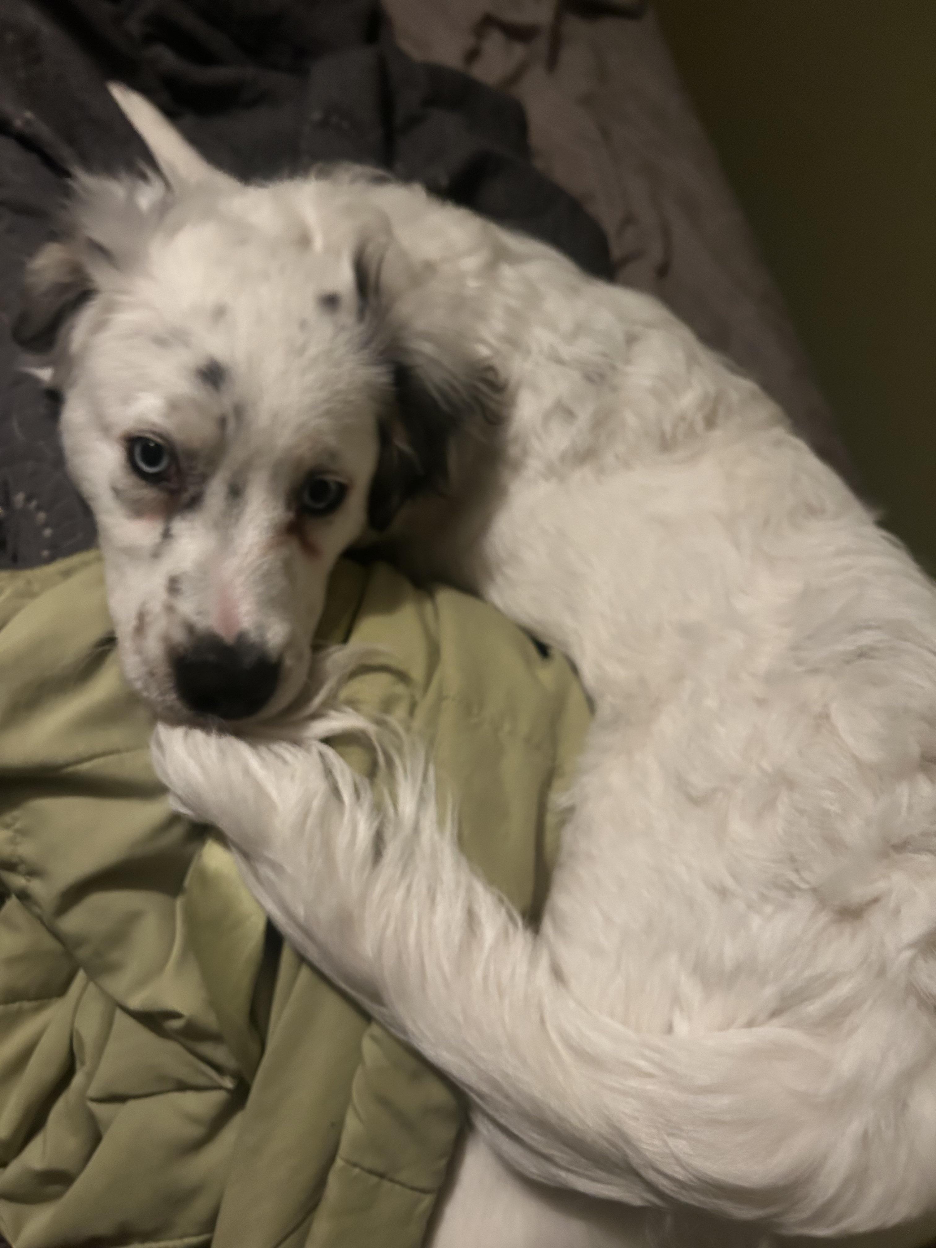 Sweet baby Bowie | Scrolller