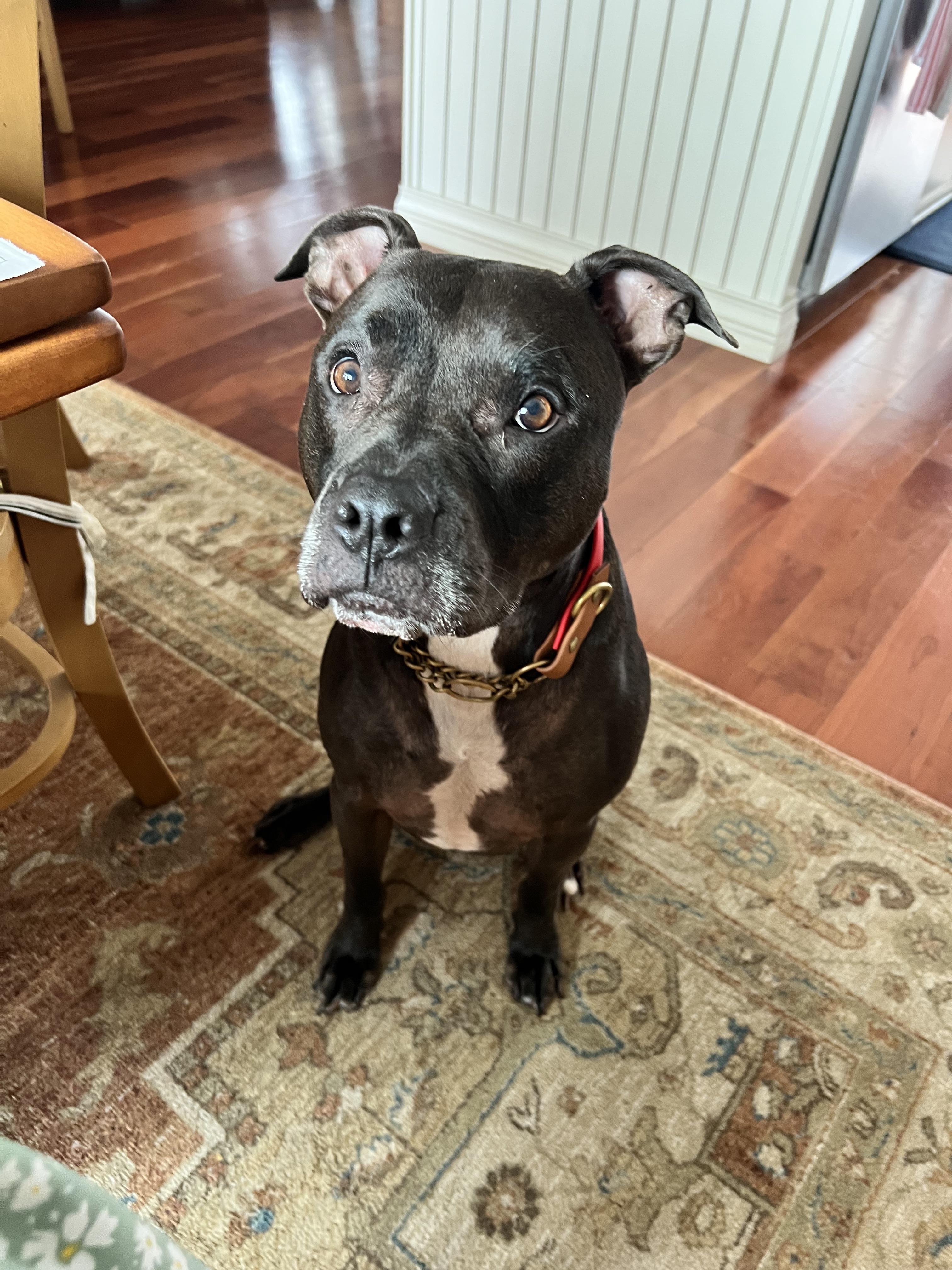 Swipe 2 activate ears | Scrolller