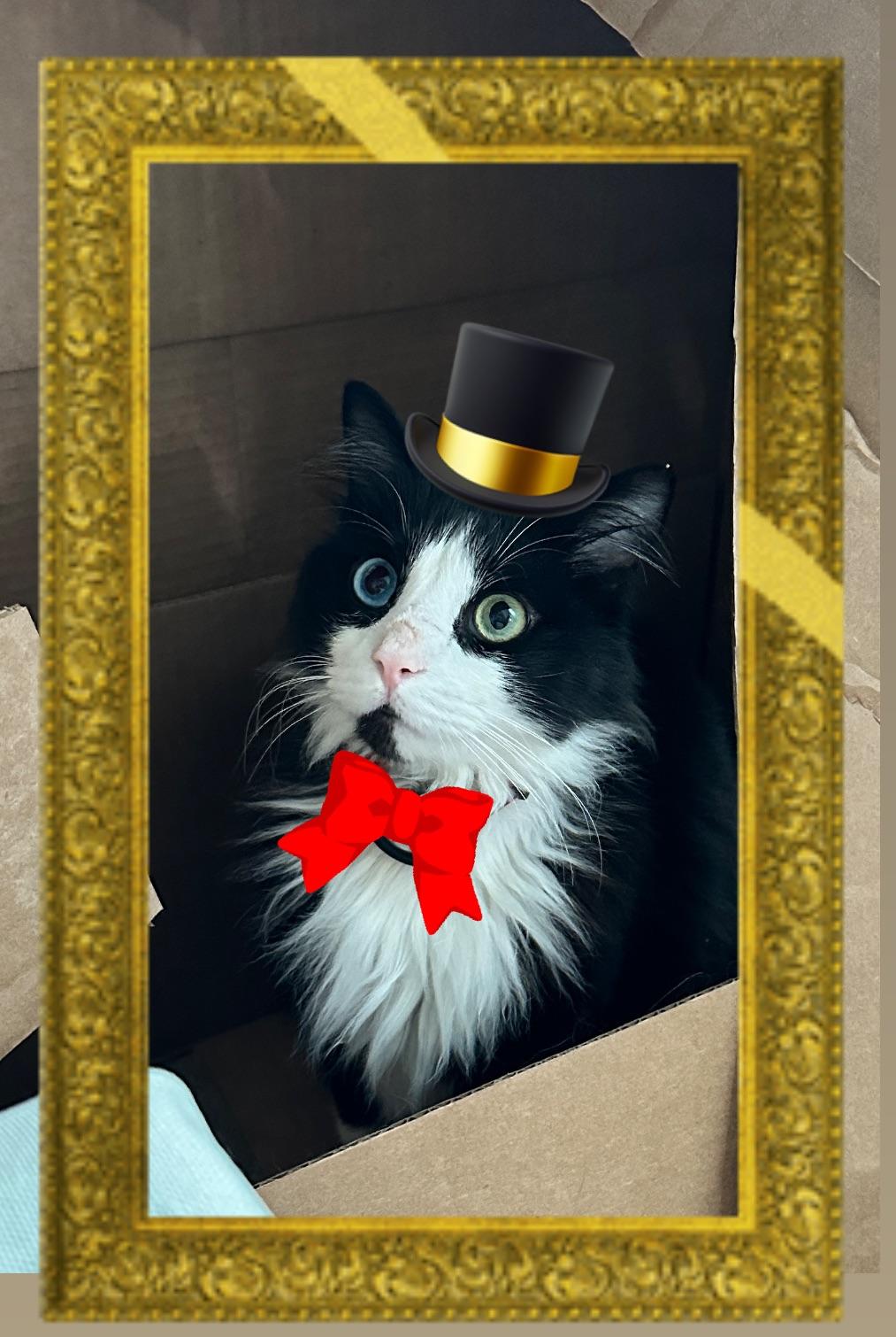 The distinguished gentleman emerges from his cardboard home. | Scrolller