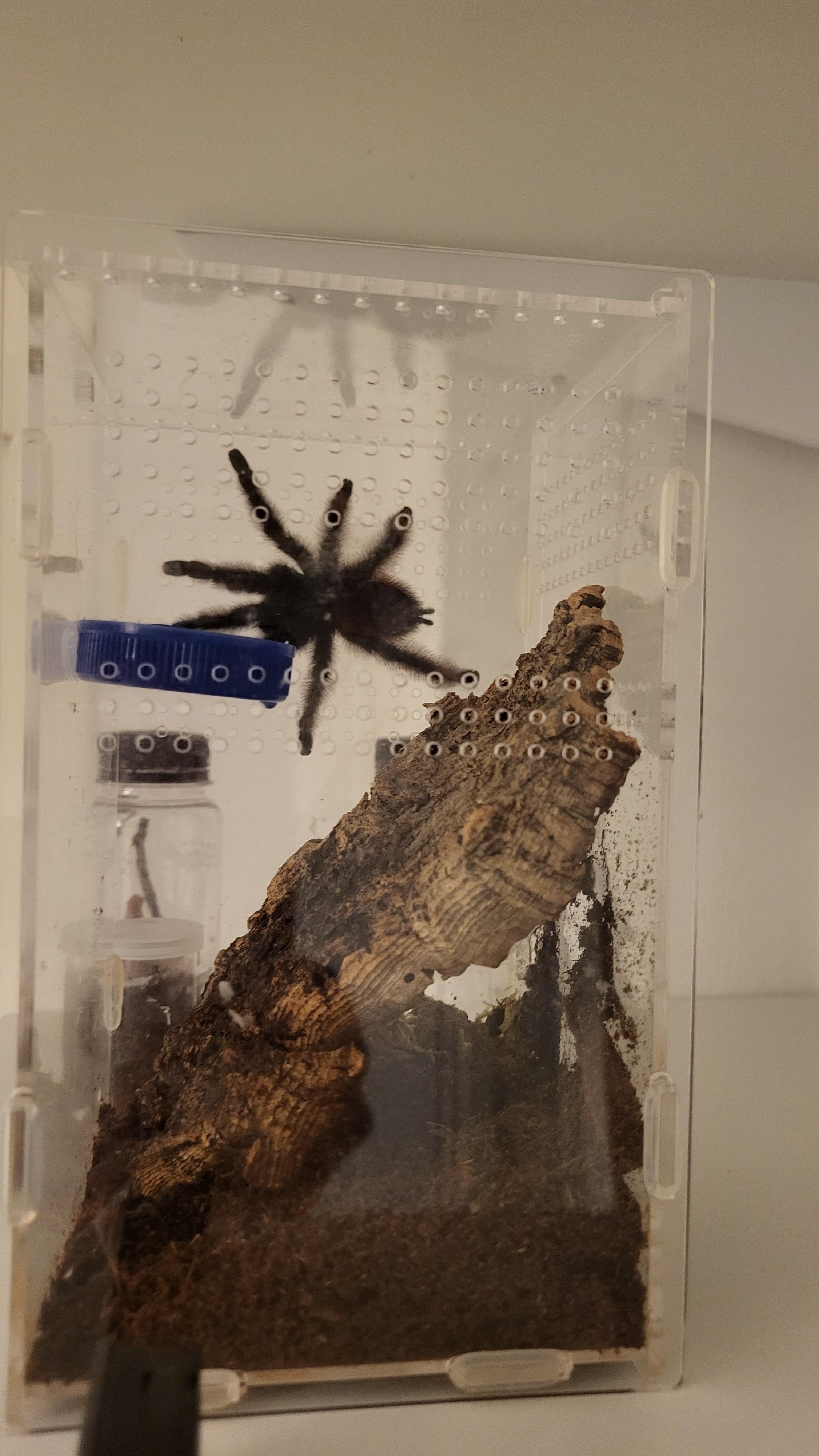 Thoughts on downsizing MM enclosure. | Scrolller