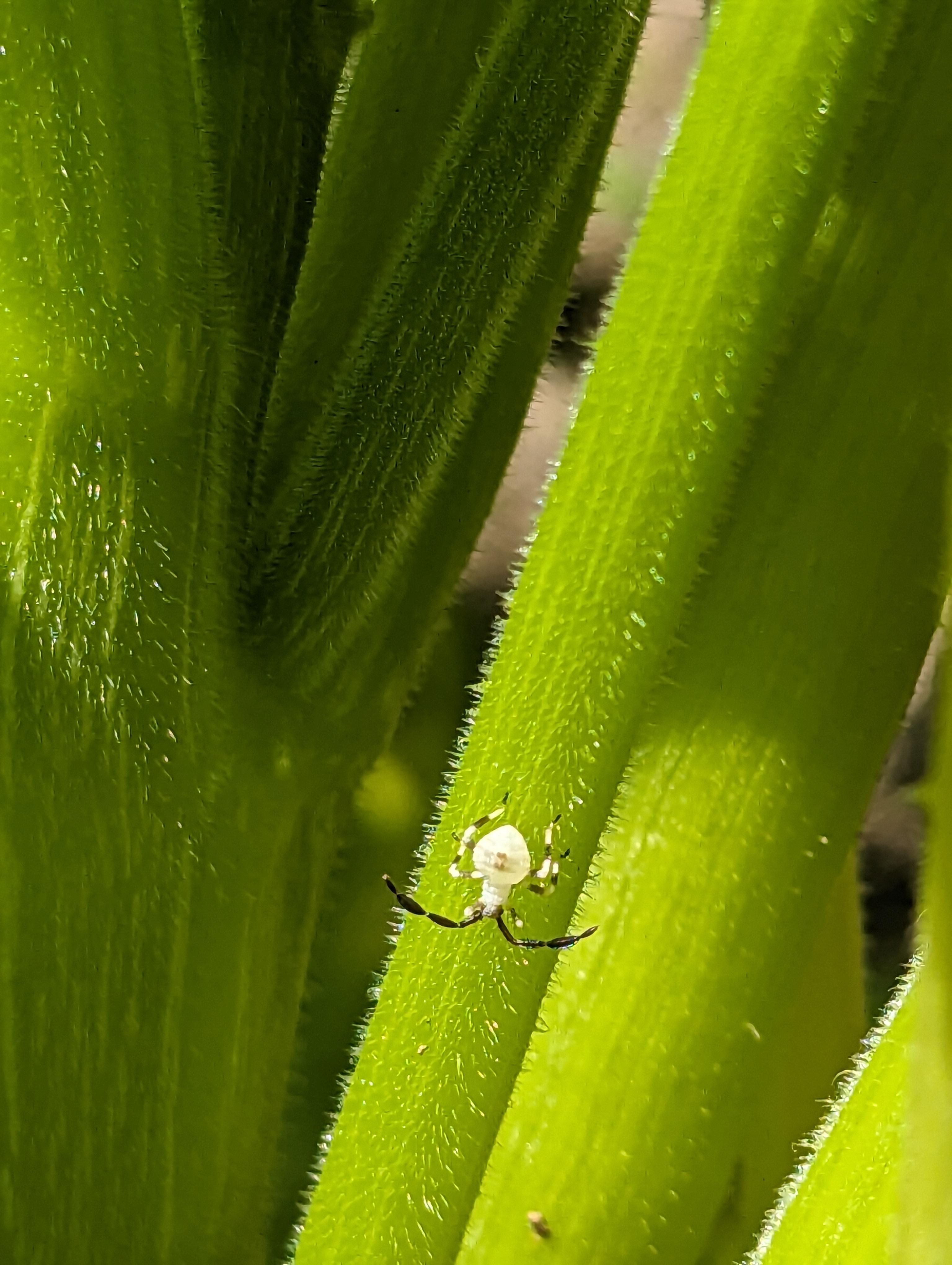 What are these bugs on my zucchini plant?? | Scrolller