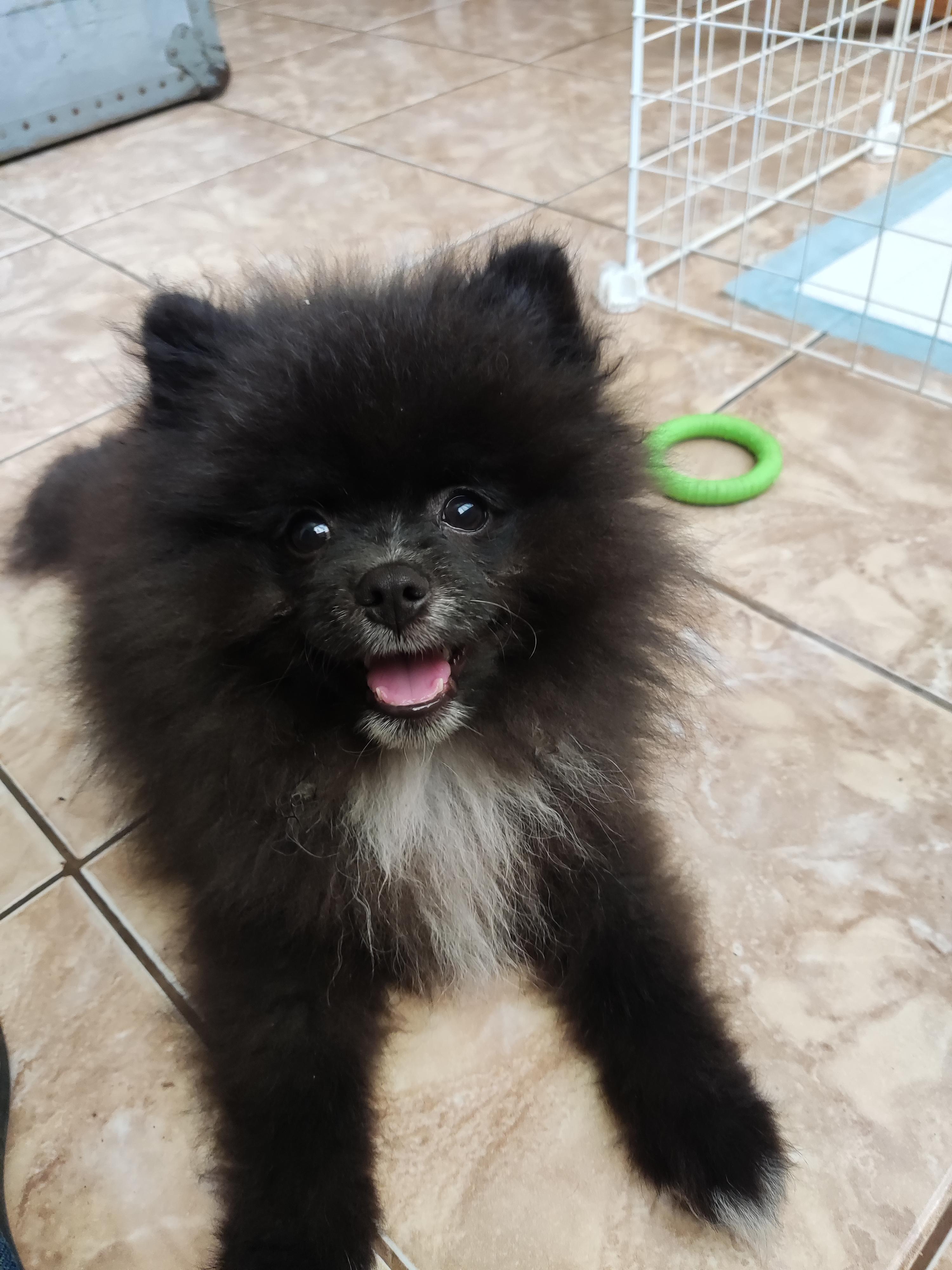 Hiro! He plays with donut, sleeps on carrot | Scrolller