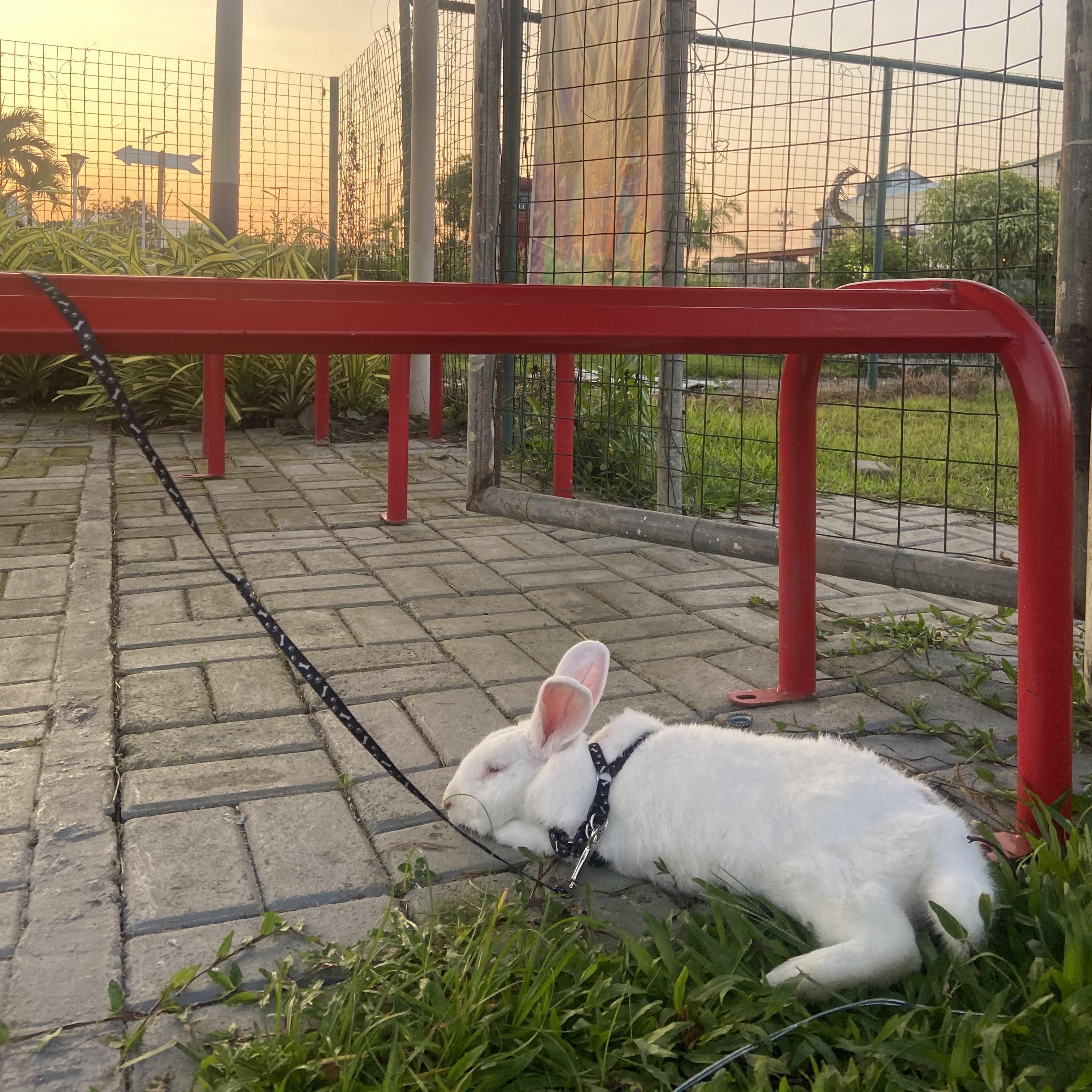 Hello, every-bun! | Scrolller