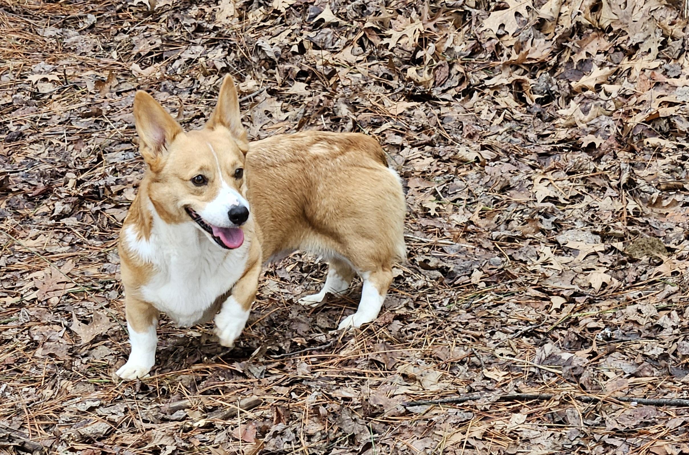 The unexpected corgi in my condo, part XI - five months later | Scrolller