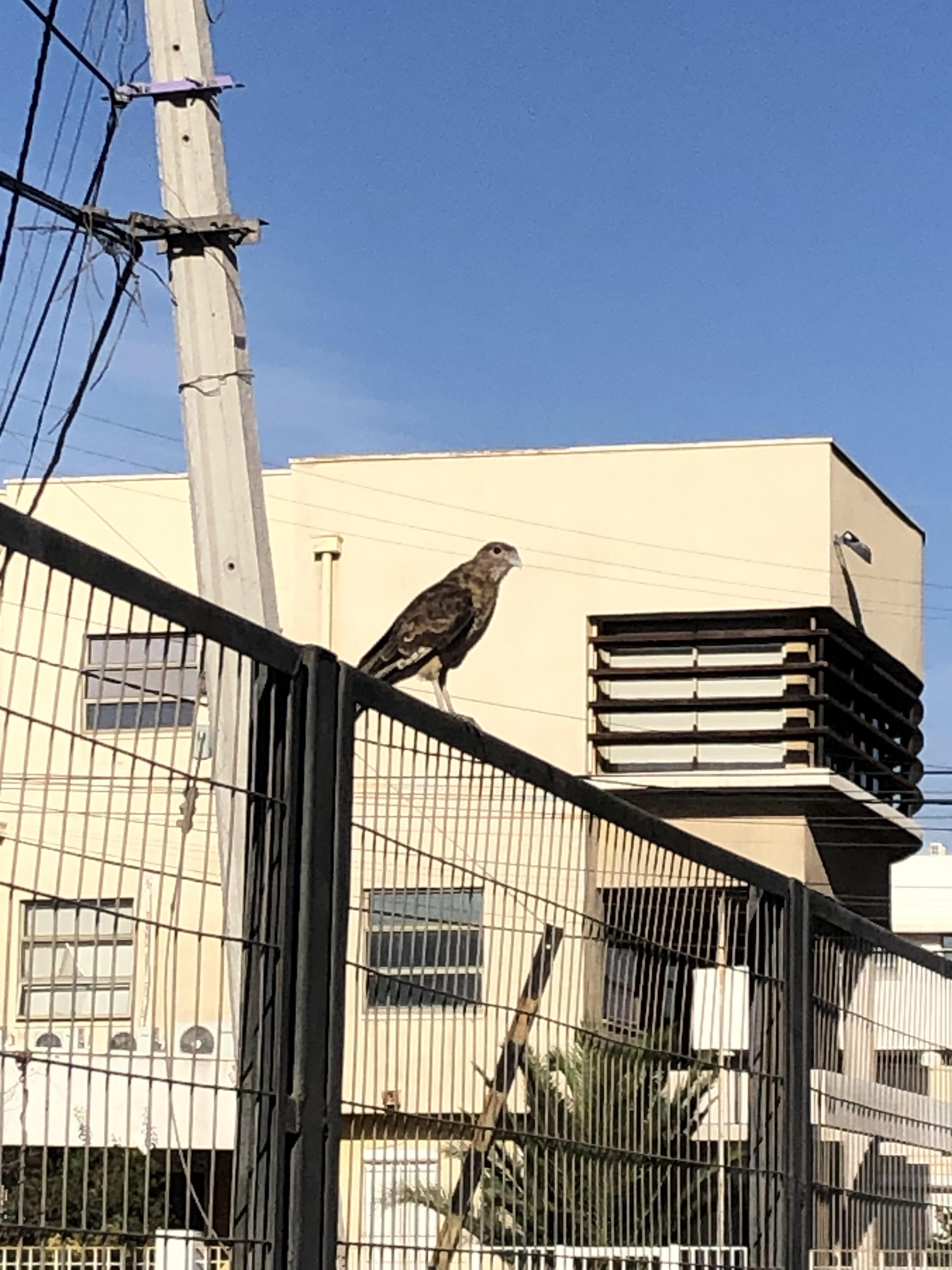 Some kind of raptor in central Chile? | Scrolller