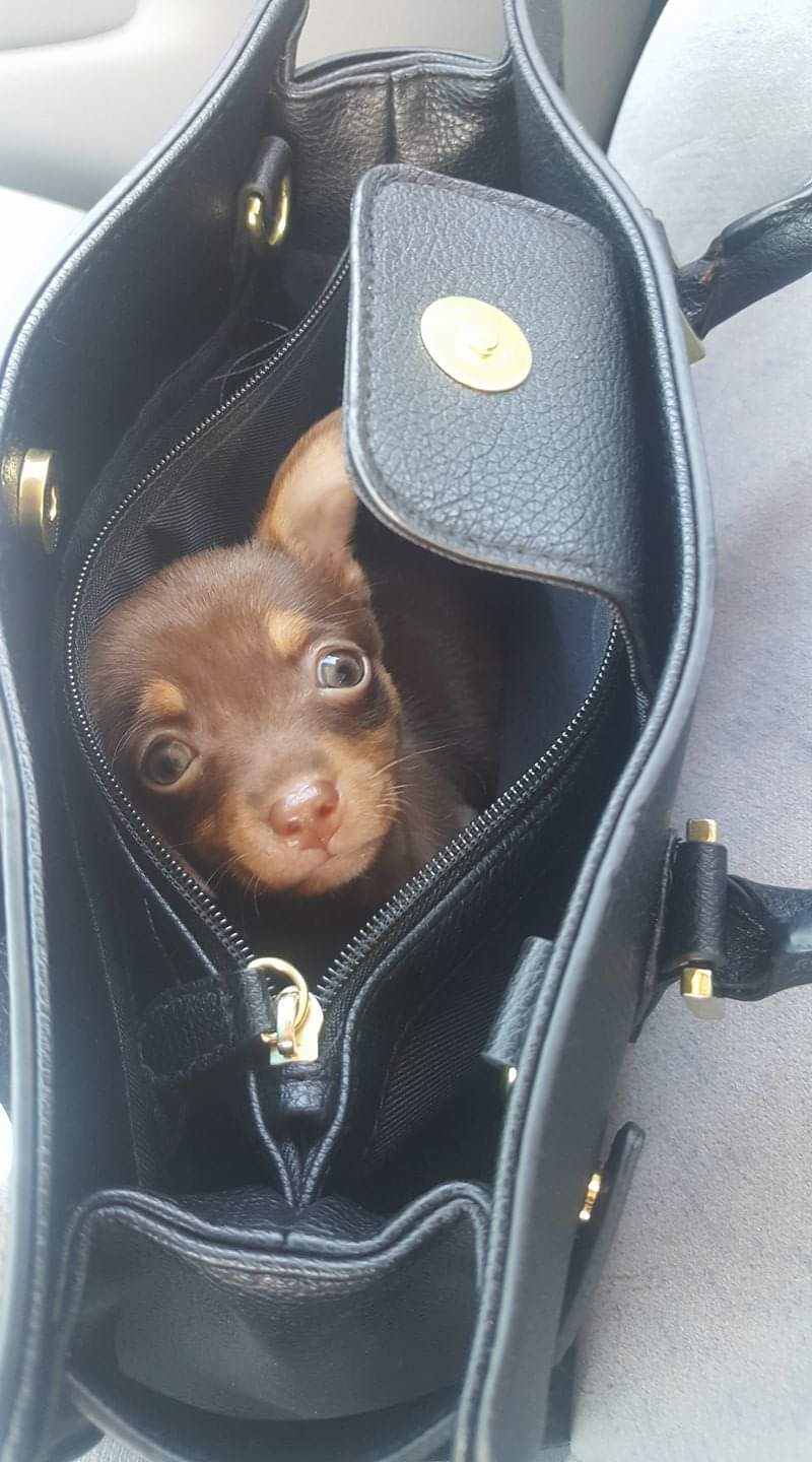 Oops, she can't fit in my purse anymore | Scrolller