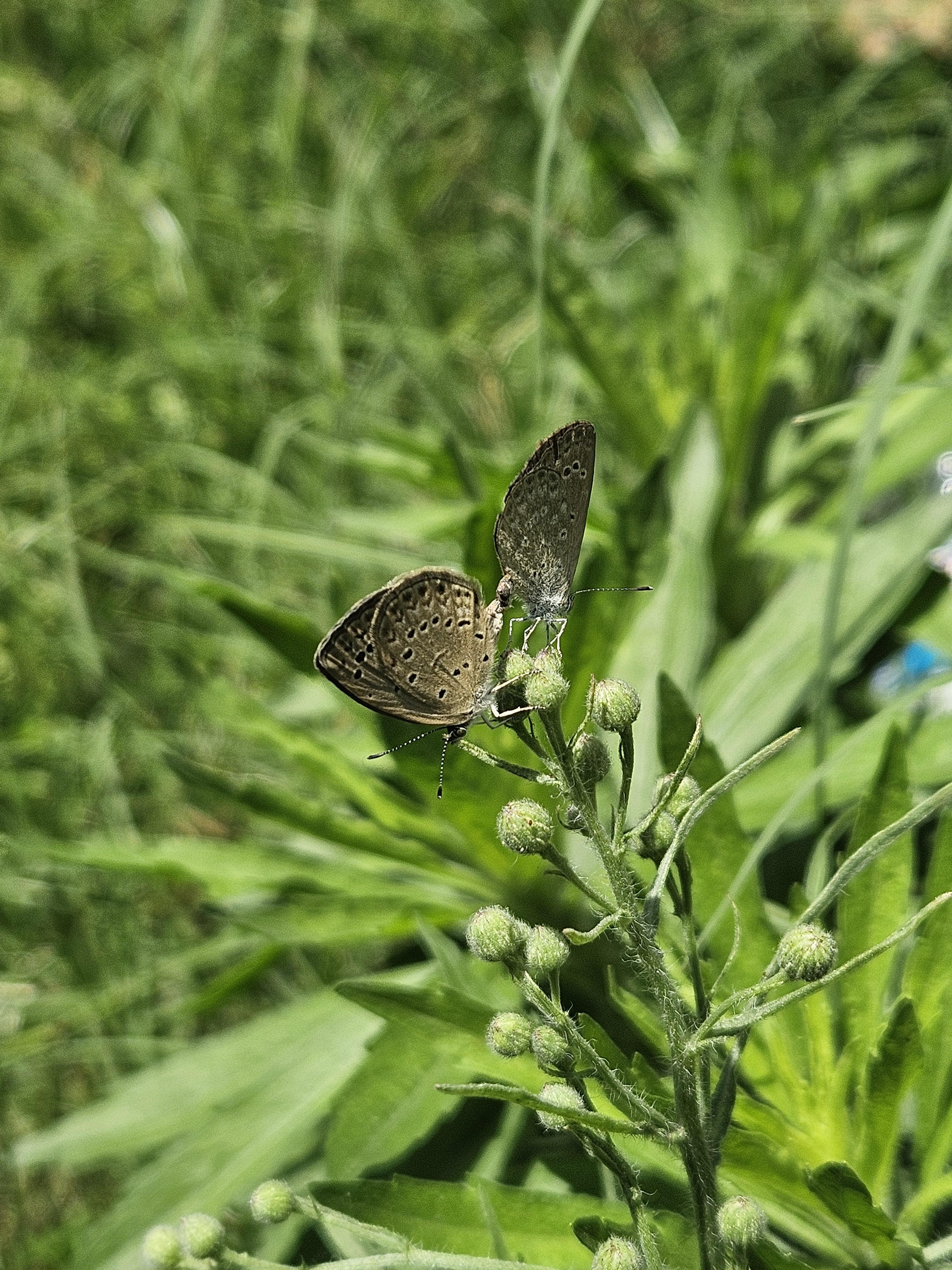 Tis the mating season. | Scrolller