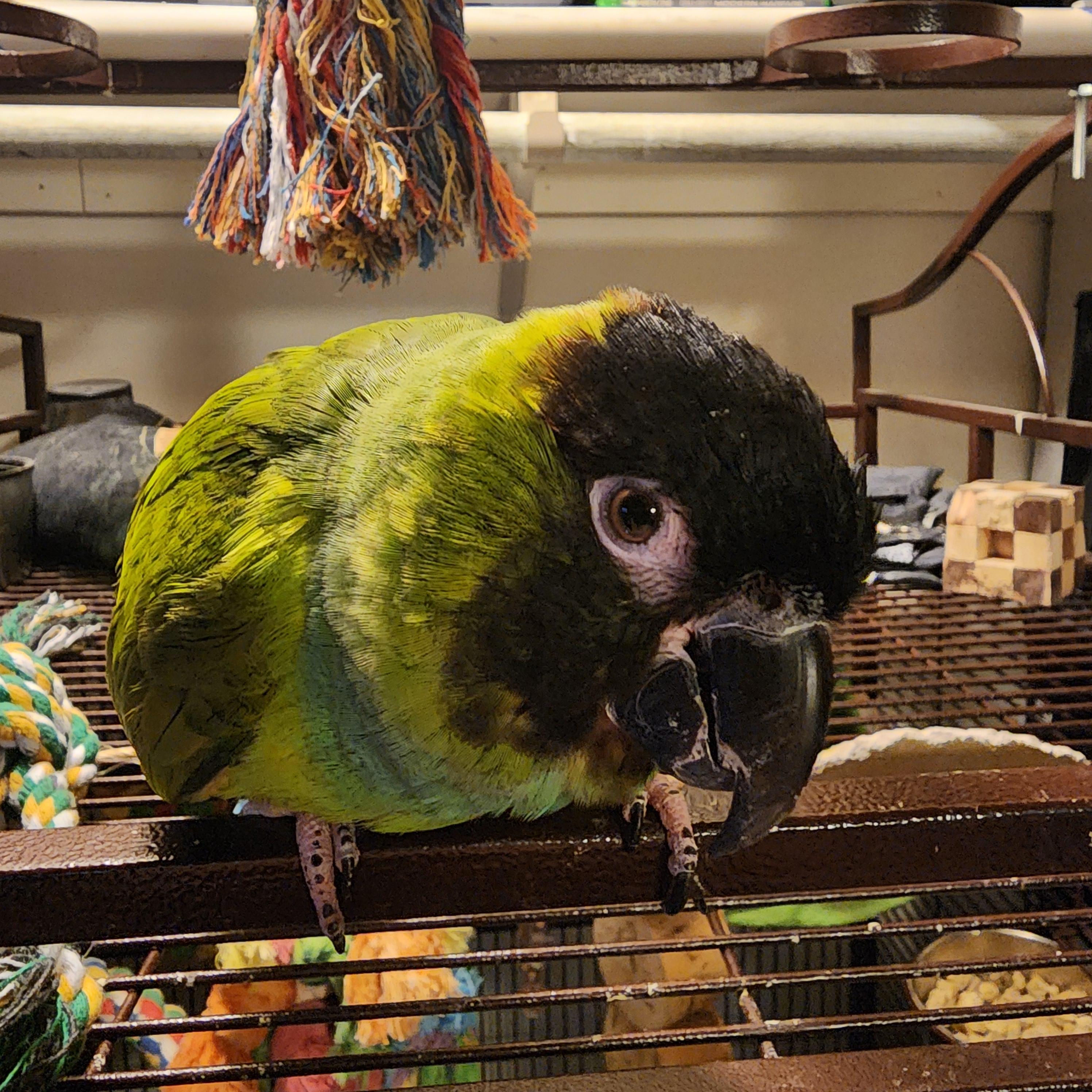 Victor Von Doom my silly bird | Scrolller