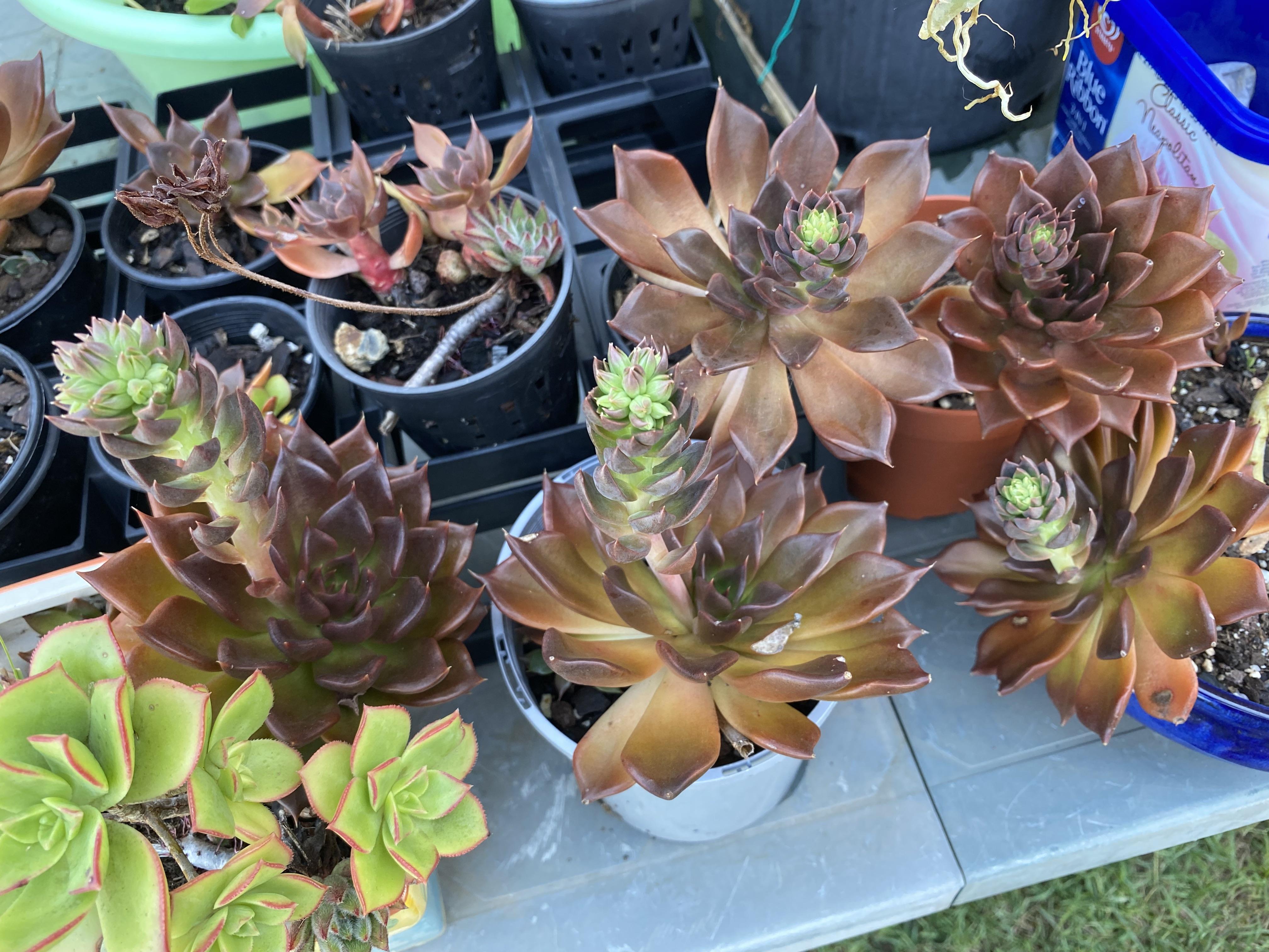 If I leave these close together will they make seeds? | Scrolller