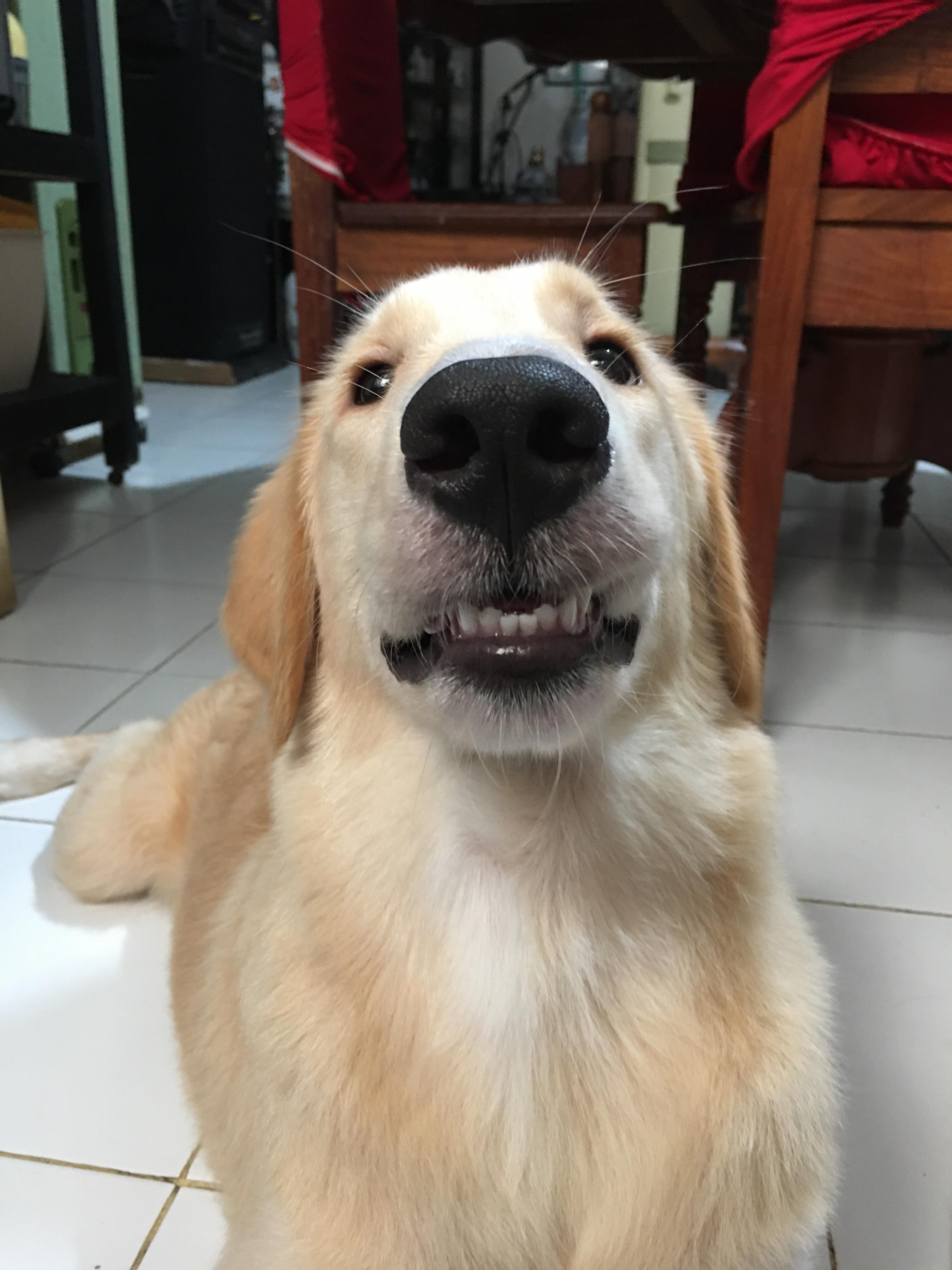 Smooth brain | Scrolller