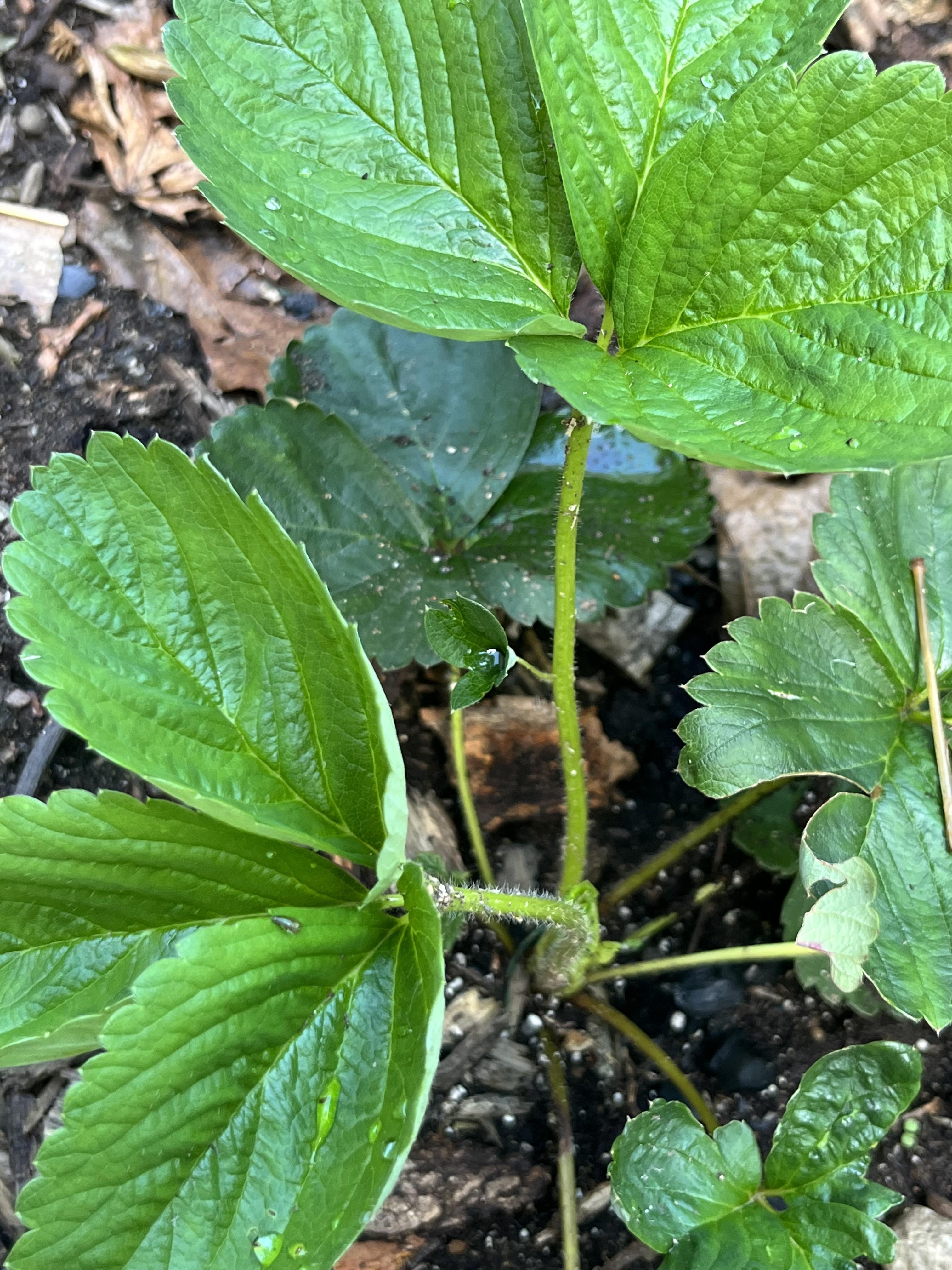 Discover more like Gardening: Mutation? and Related Content | Scrolller