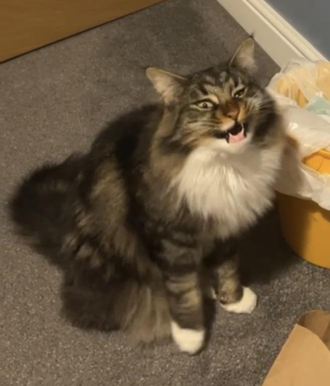 A compilation of simba making weird faces | Scrolller