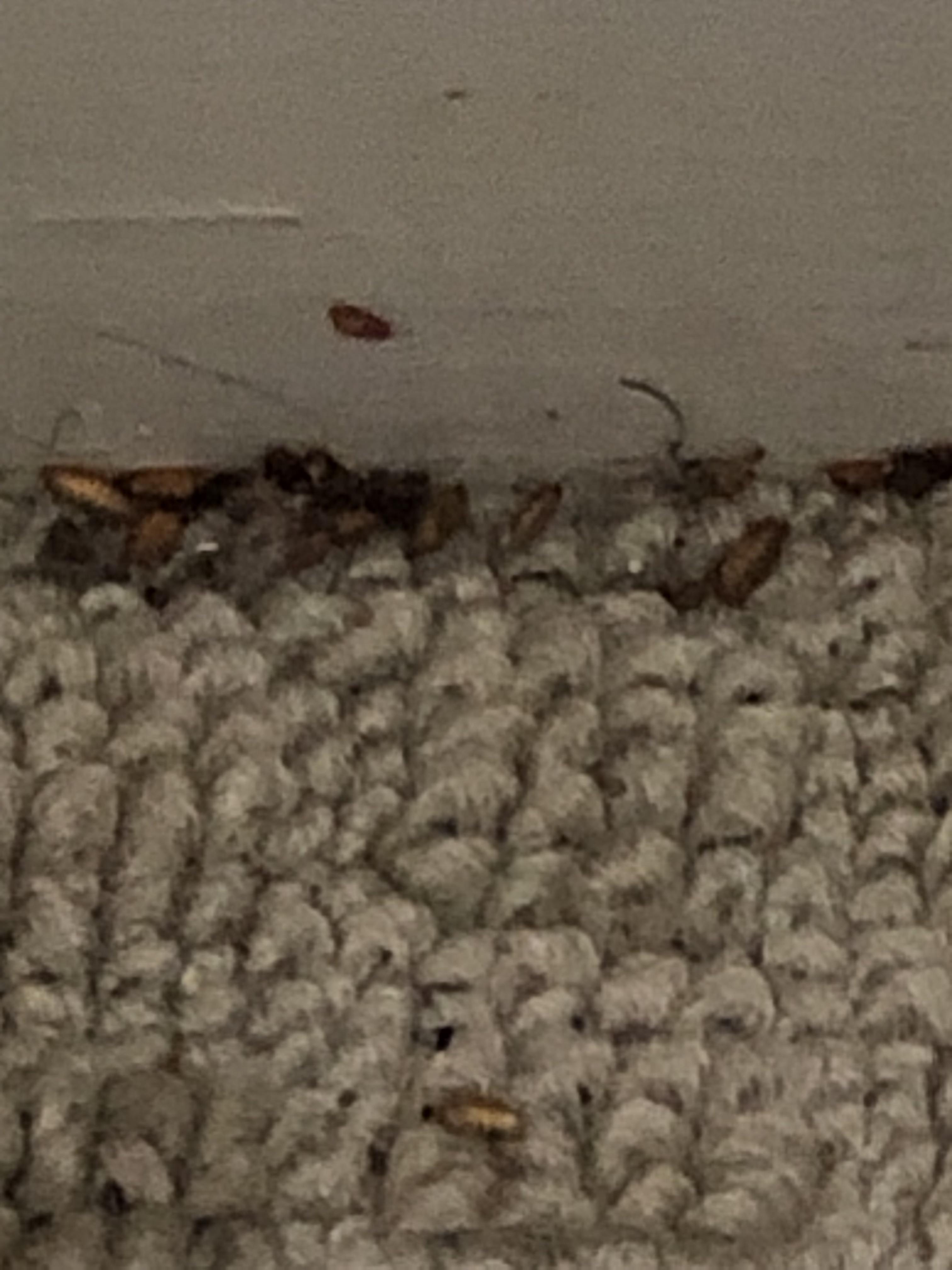 Tiny bugs in house, no pot plants or soil | Scrolller