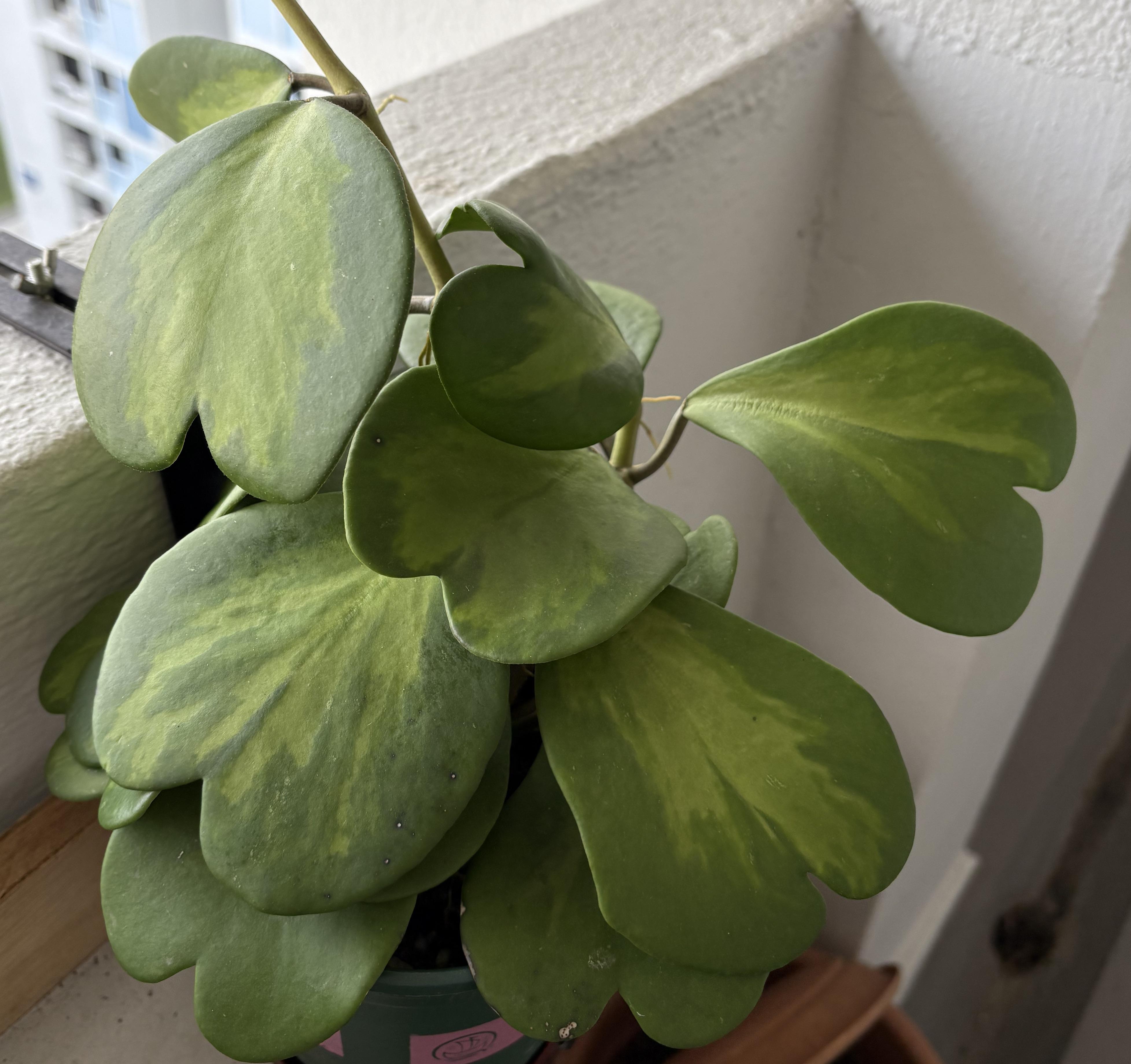 Help identify problem on my Hoya Kerrii - what are these white spots with black outline? Not sun ...