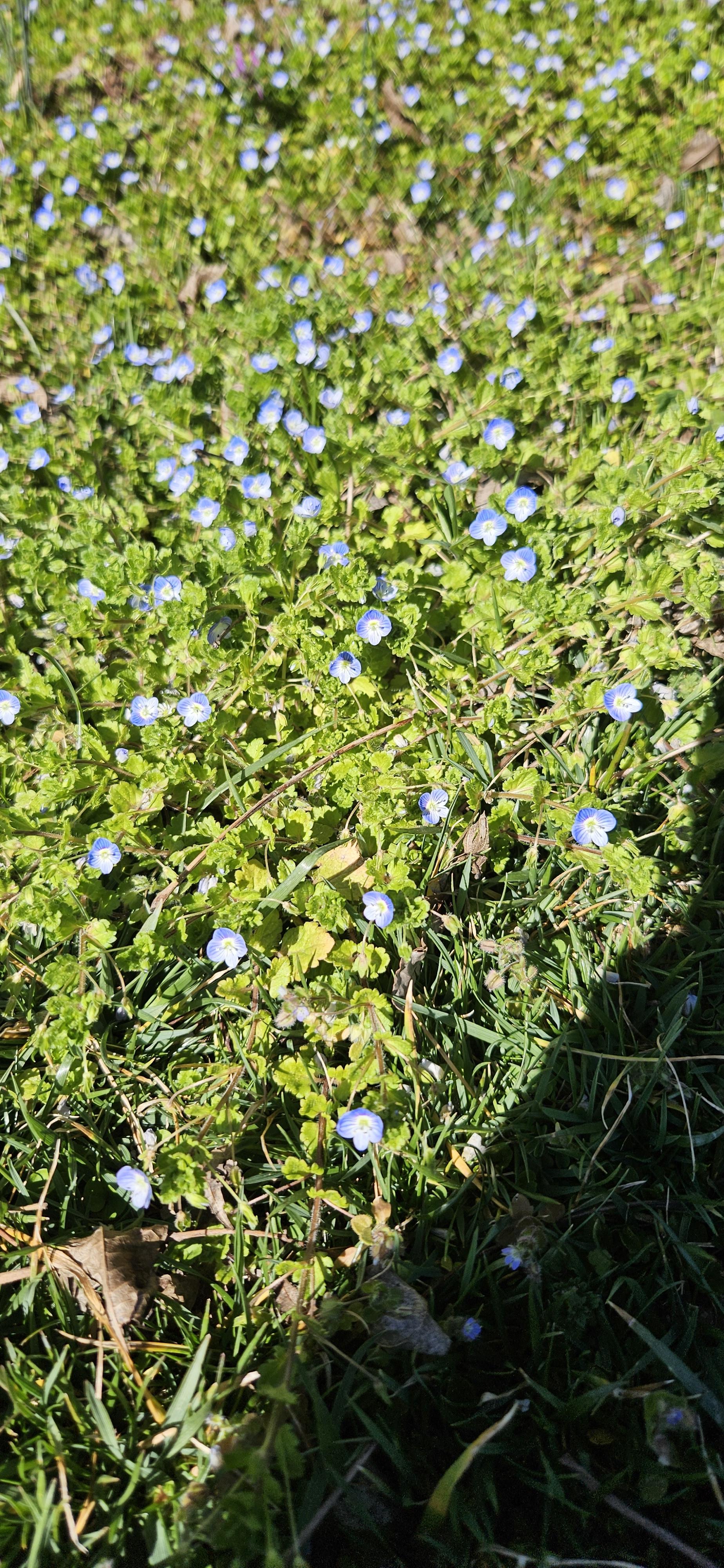 Located In Nc Zone 8a Scrolller