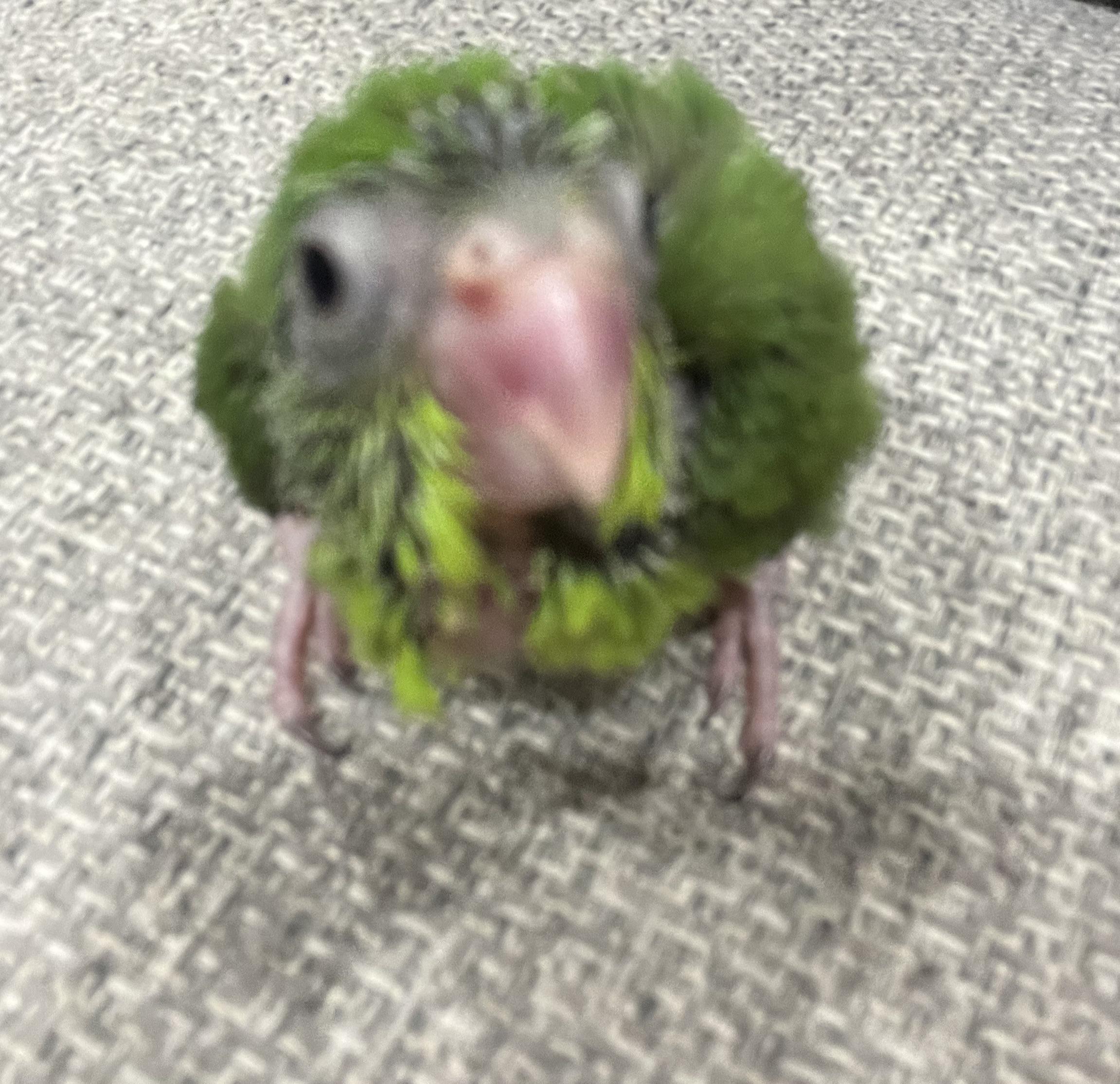 Dark green bird poop? | Scrolller